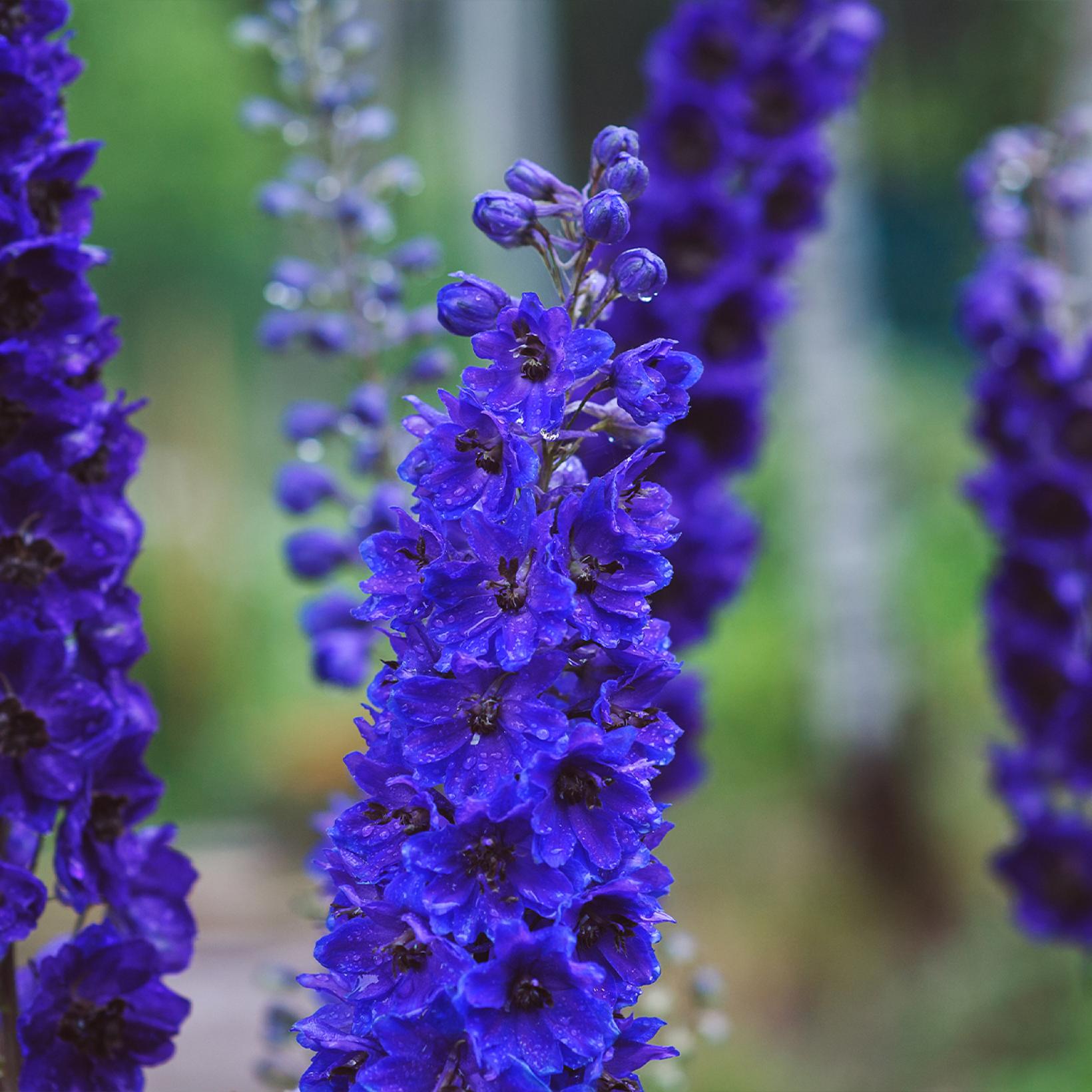Delphinium Dark Blue-Black Bee - Pied d'Alouette vivace à fleurs bleu ...