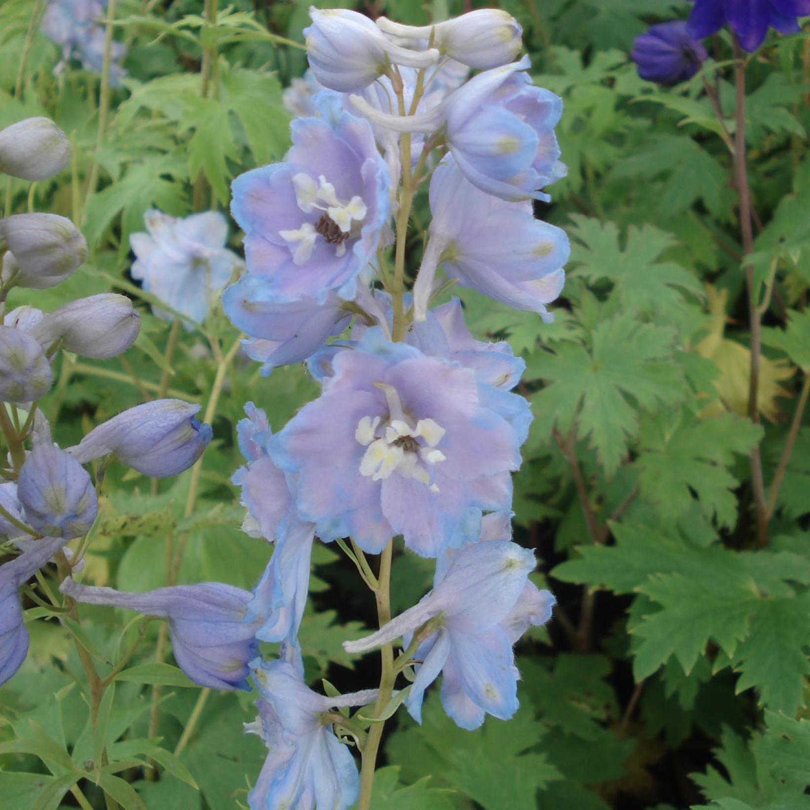 Delphinium Cameliard - Pied d'Alouette vivace - Fleurs bleu ciel à ...