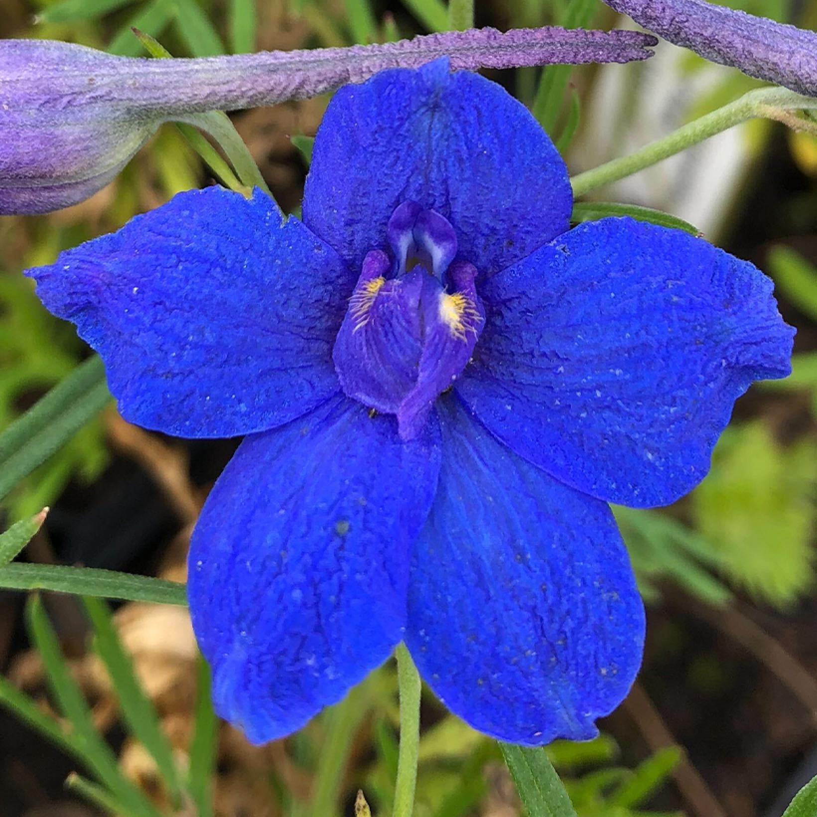 Delphinium grandiflorum Blauer Zwerg - Pied d'Alouette vivace à fleurs d'un bleu gentiane.
