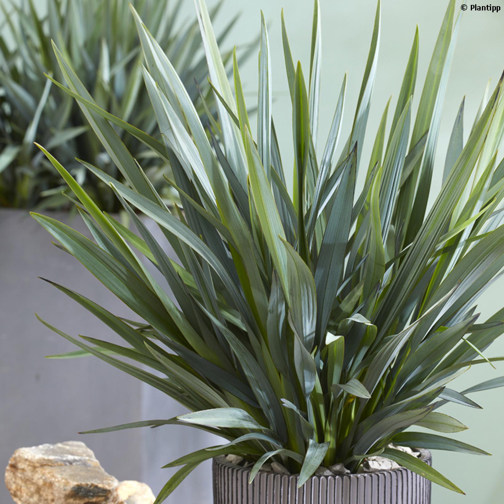 Dianella revoluta Blue Stream - Une vivace australe en touffe dressée ...