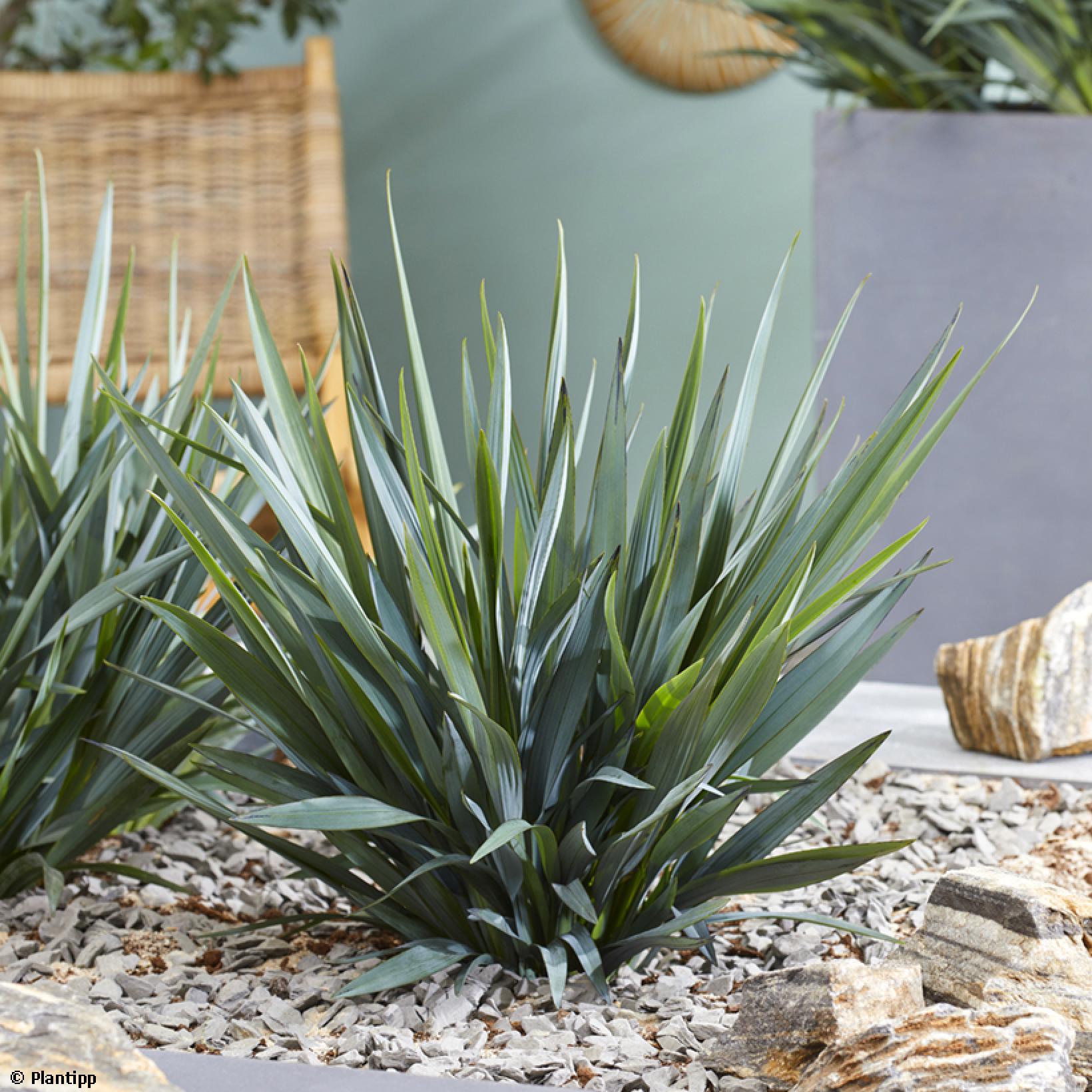 Dianella revoluta Blue Stream - Une vivace australe en touffe dressée bleutée