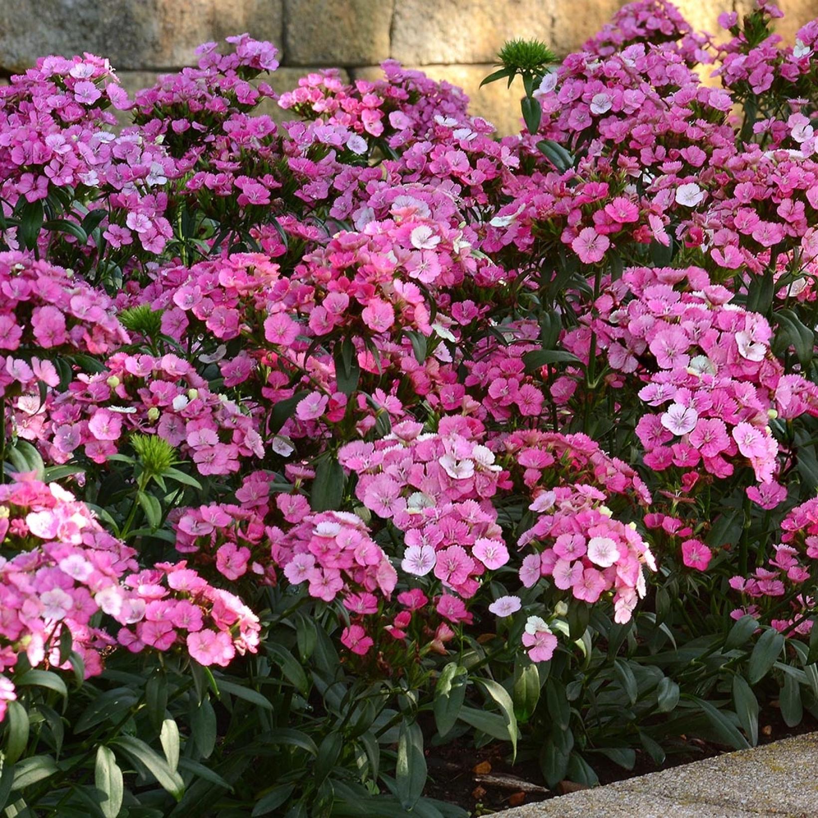 Œillet de poète Jolt Pink Magic - Dianthus barbatus à fleurs ...