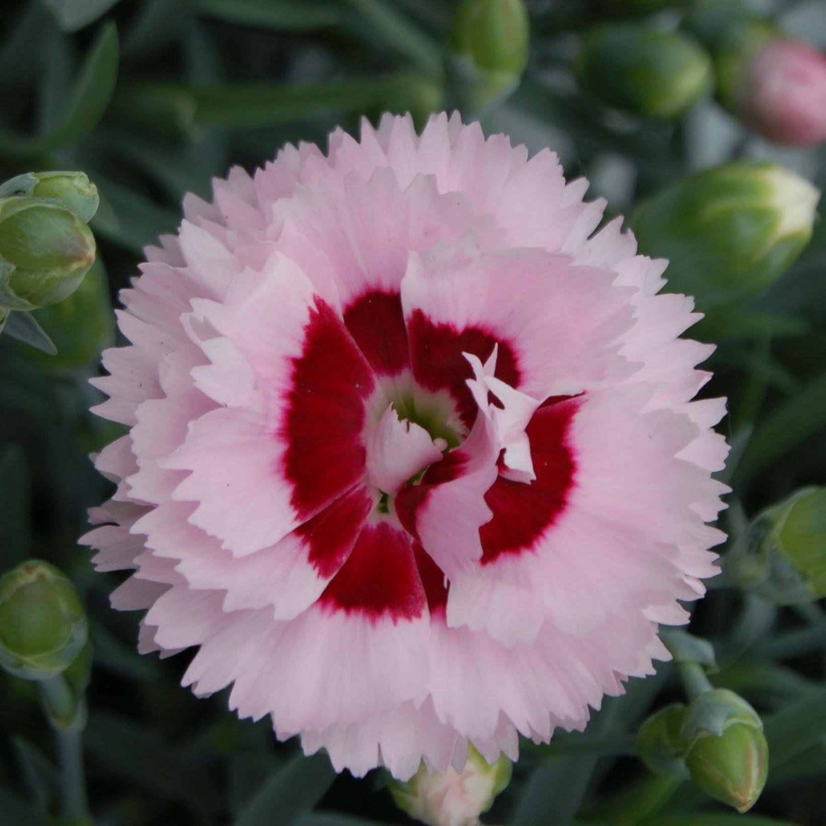 Dianthus plumarius Scent First Raspberry Sundae - Oeillet mignardise ...