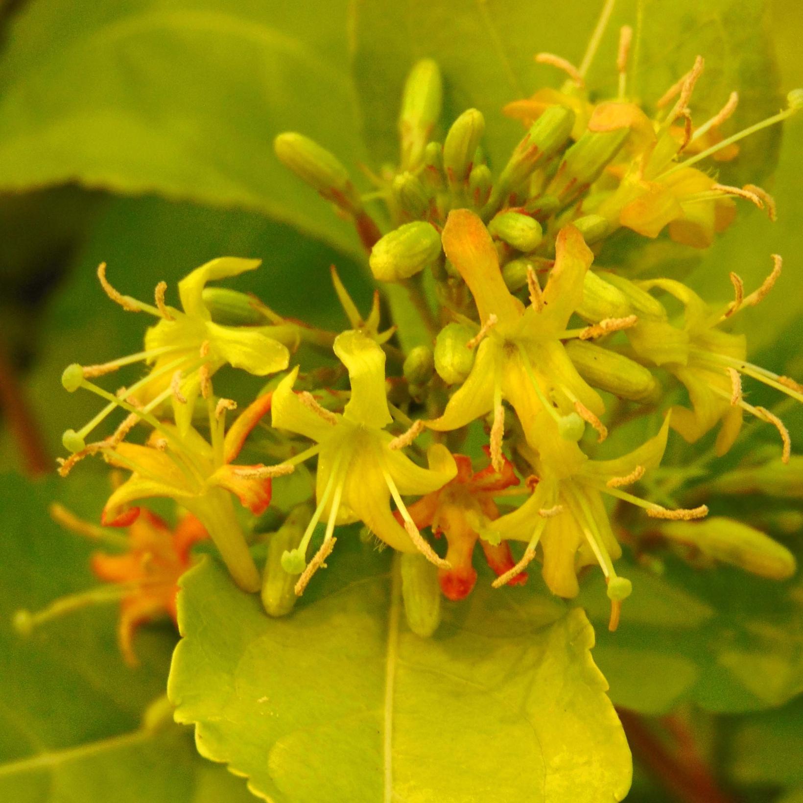 Diervilla rivularis Honeybee - Diervillée des ruisseaux au feuillage ...