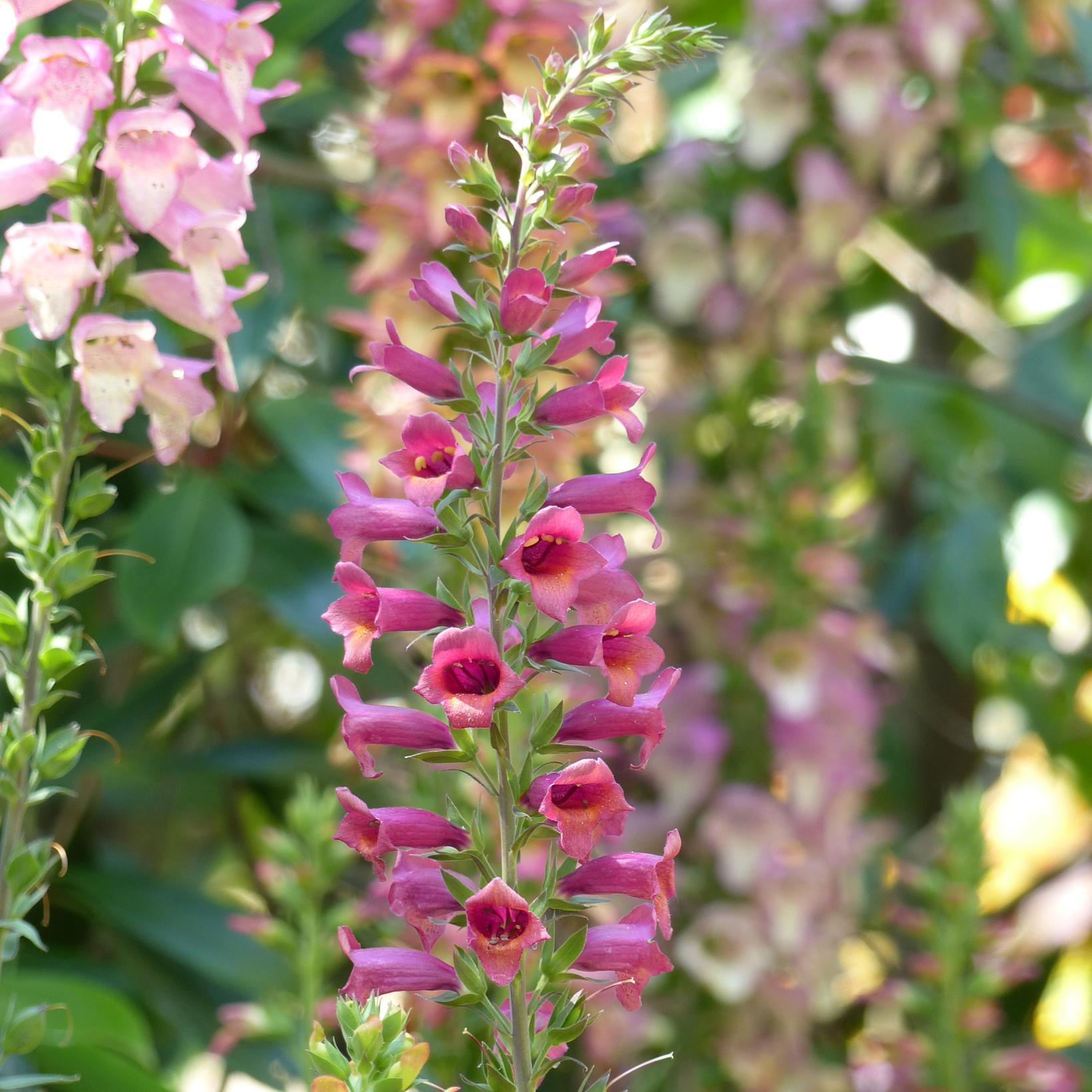 Digiplexis Illumination Raspberry - Digitalis hybride - Superbe hybride ...