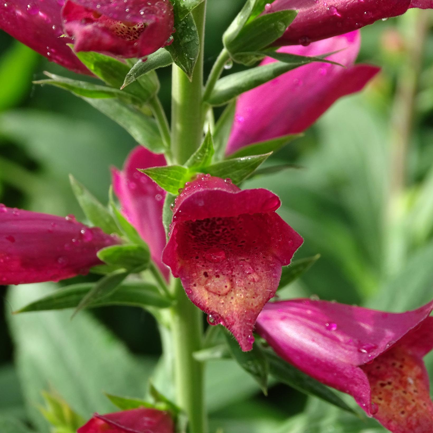 Digiplexis Illumination Raspberry - Digitalis hybride - Superbe hybride ...