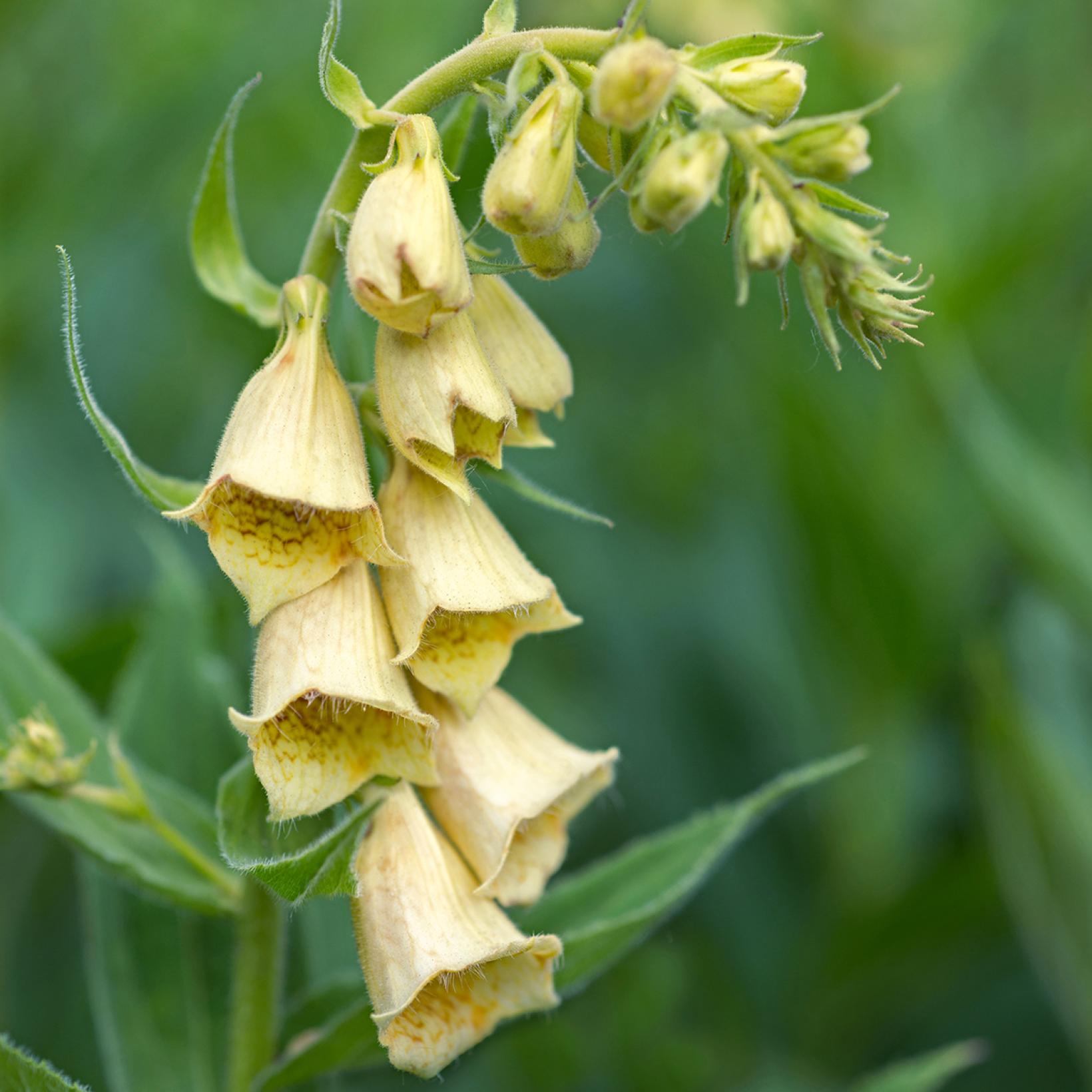 Digitalis grandiflora - Digitale à grandes fleurs tubulaires jaune pâle