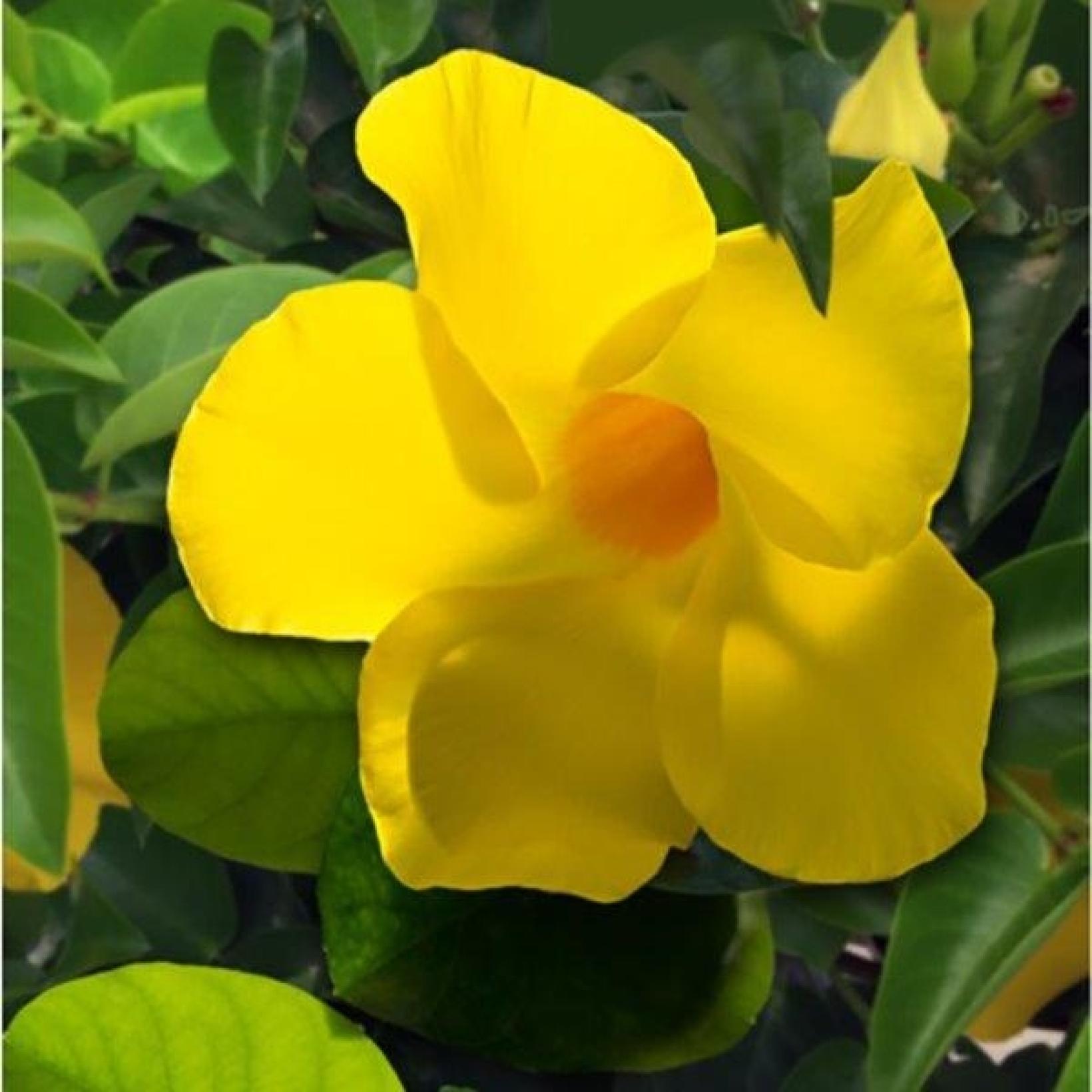 Dipladénia Diamantina Opale Citrine 2.0 - Mandevilla grimpante aux ...