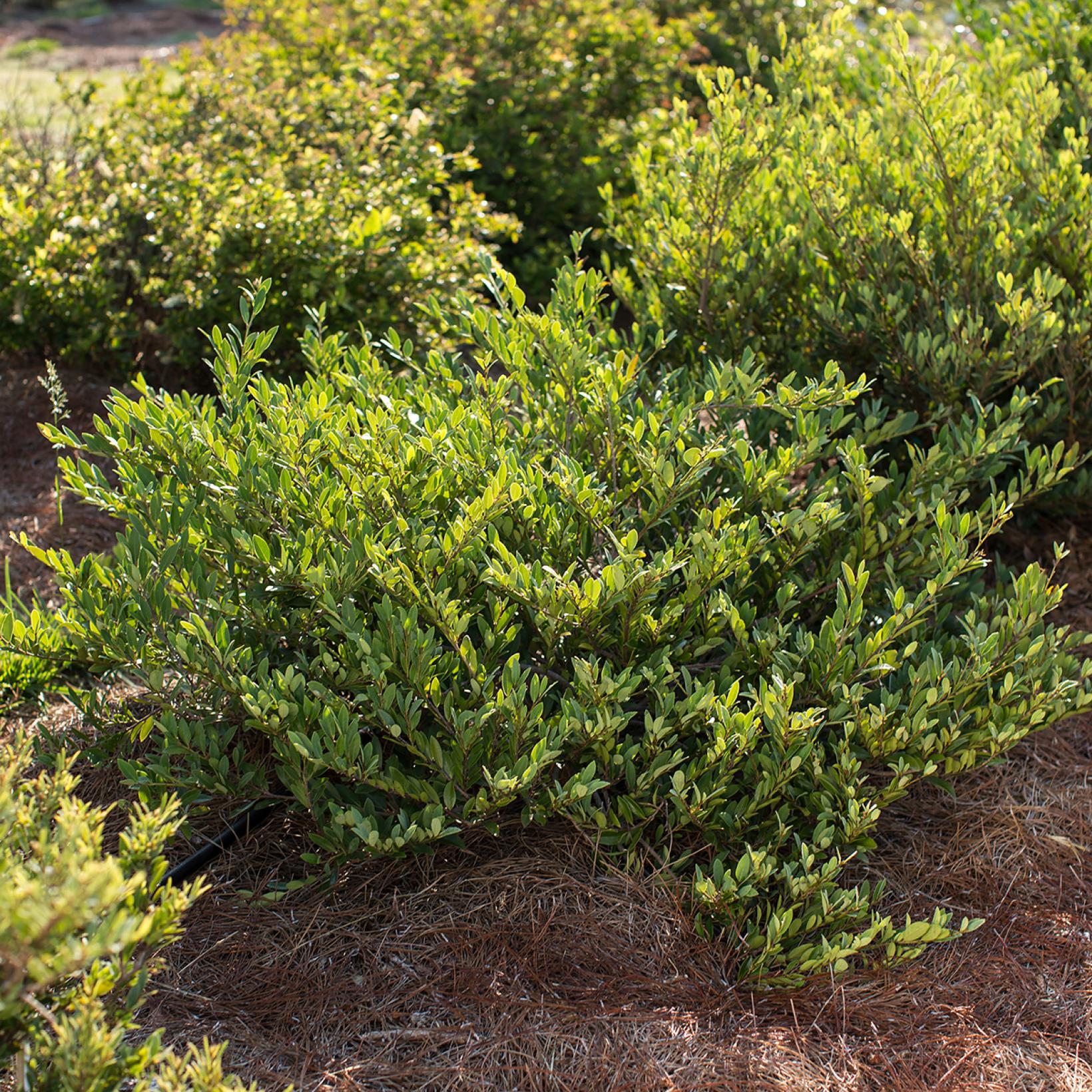 Distylium Cinnamon Girl - Arbuste compact à feuillage persistant décoratif