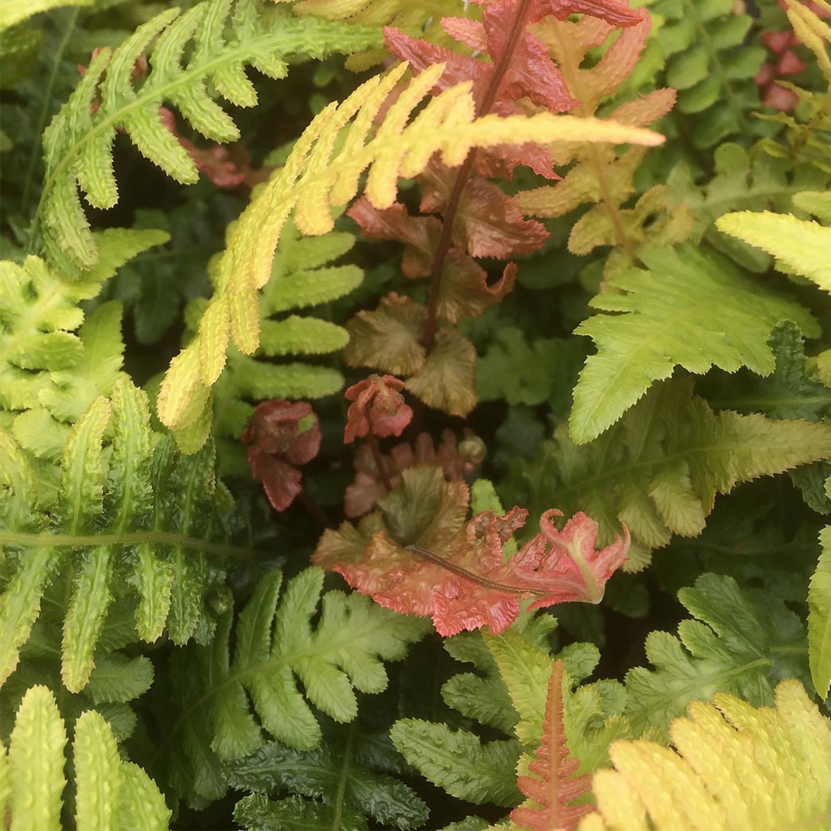 Doodia aspera Rough Ruby - Fougère rugueuse au jeunes frondes rouges