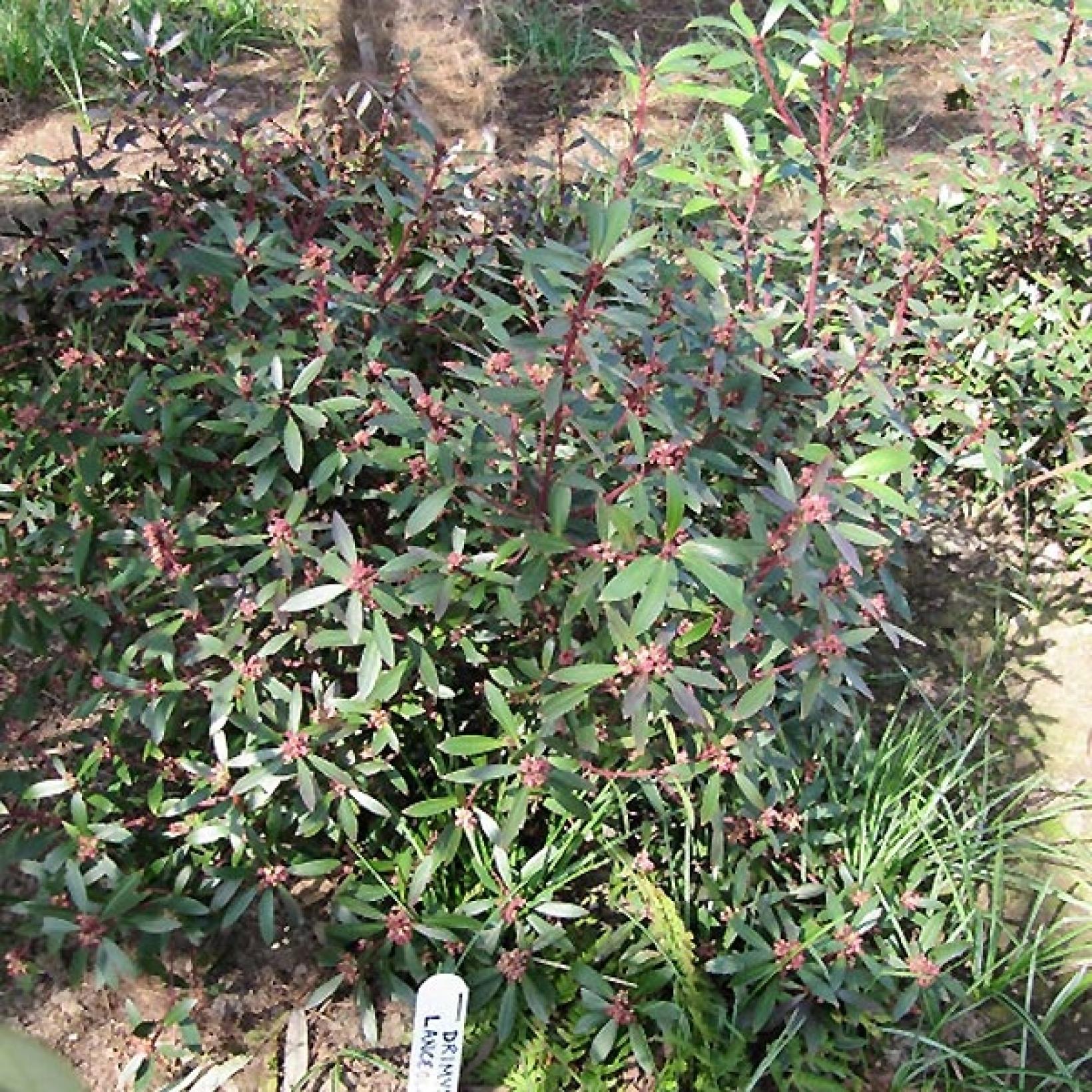 Drimys Red Spice - Poivre de Tasmanie persistant aromatique à tiges rouges