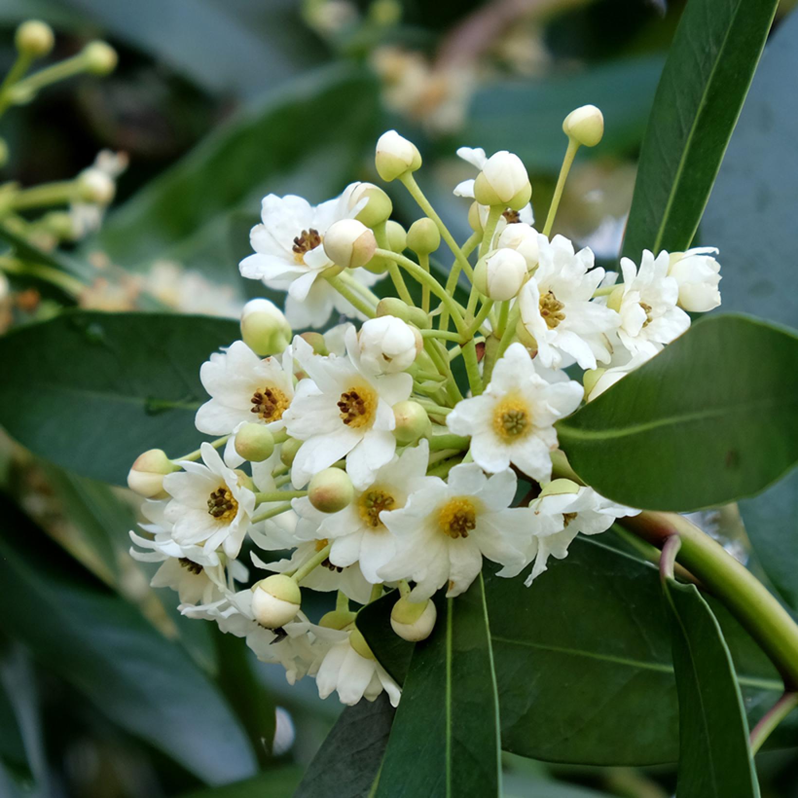 Drimys winteri - Cannelle de Magellan - Arbuste persistant aromatique ...