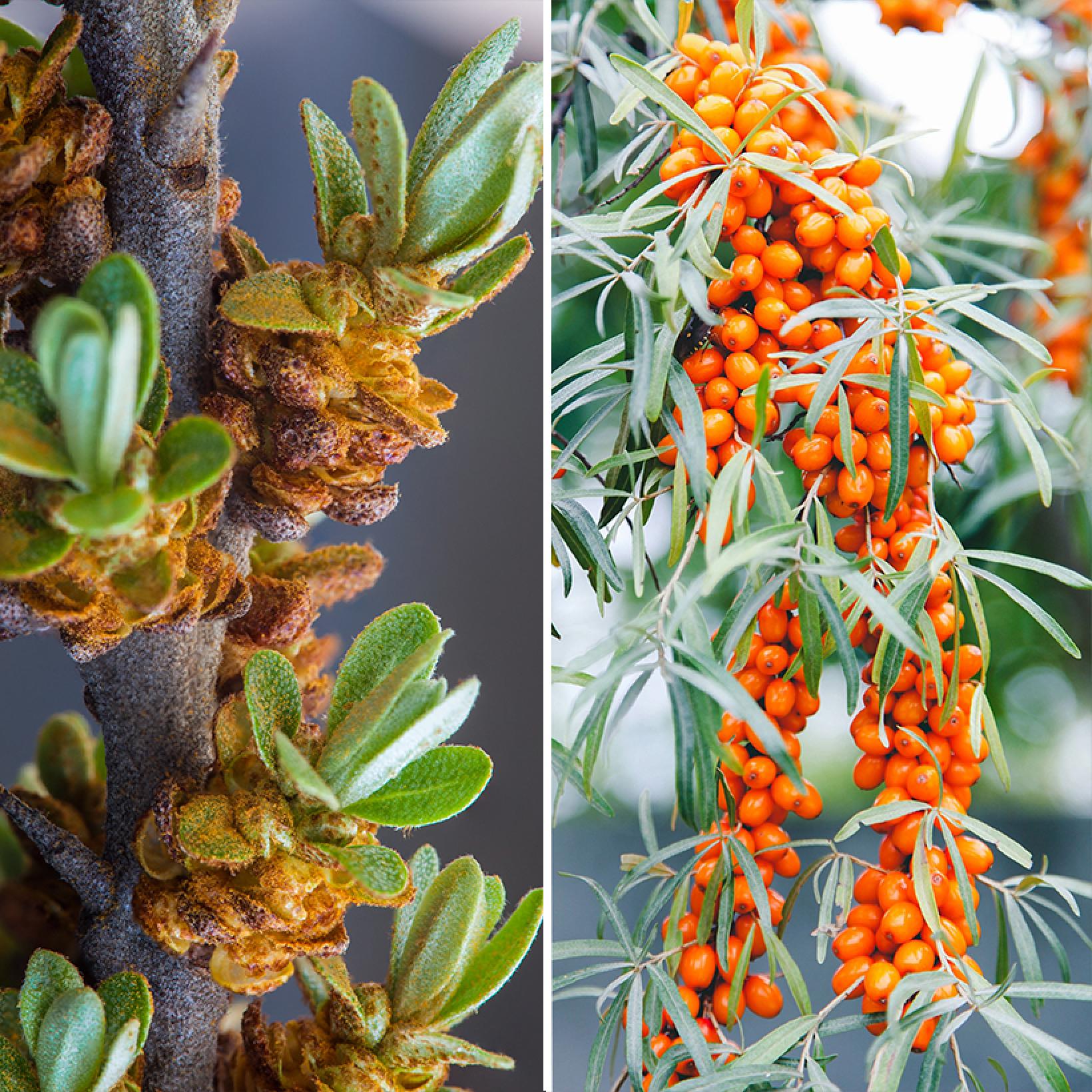 Duo d'argousier à fruits - Hippophae rhamnoides Leikora et Pollmix