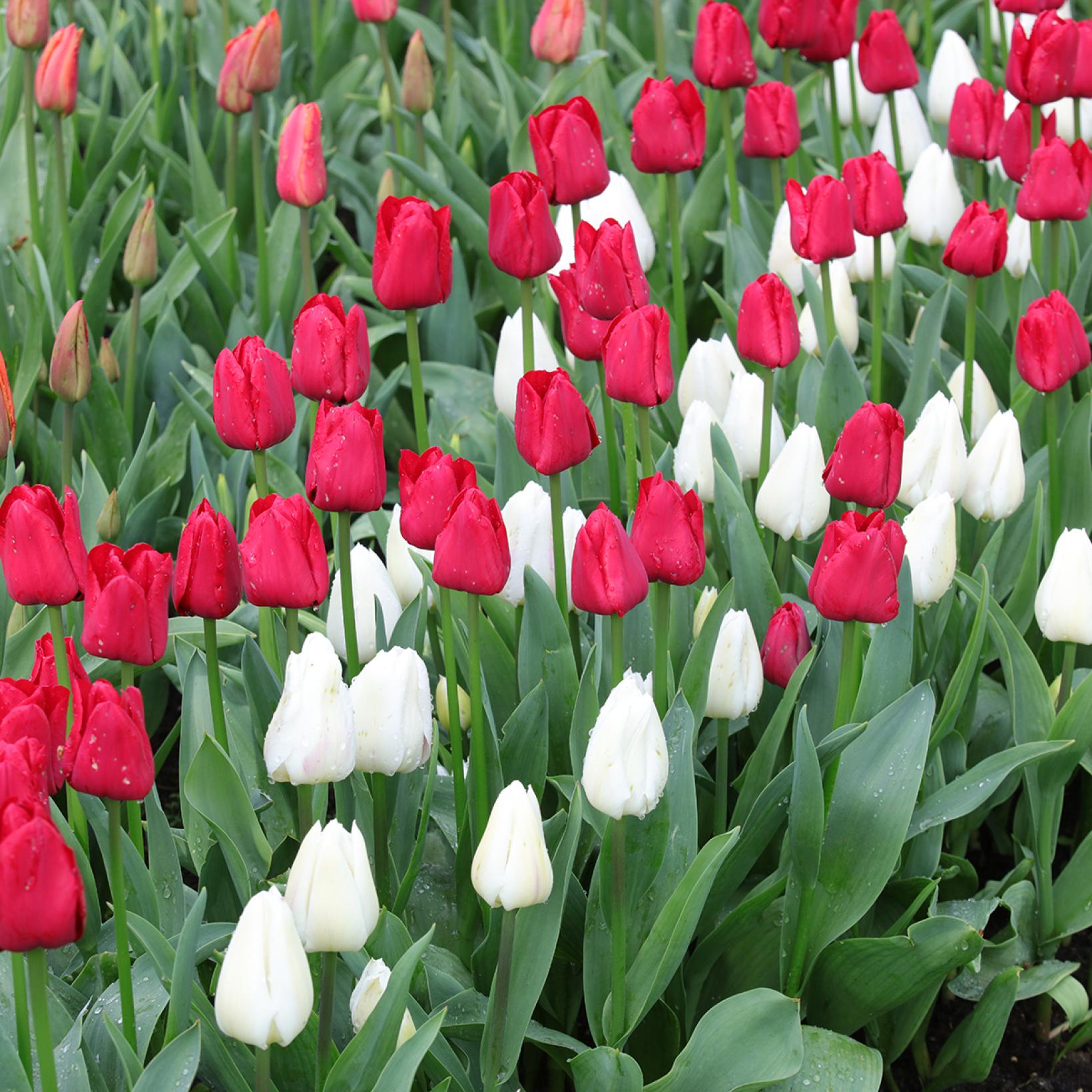 Duo de tulipes Contraste rouge et blanc - Variétés White Marvel et Ile ...