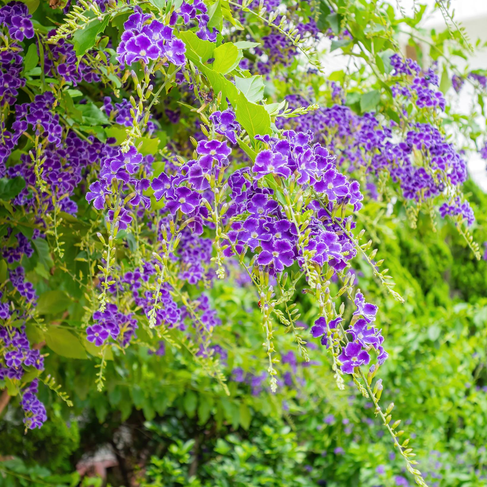 Vanillier de Cayenne - Duranta repens ou erecta - Arbuste de climat doux à fleurs et fruits ...