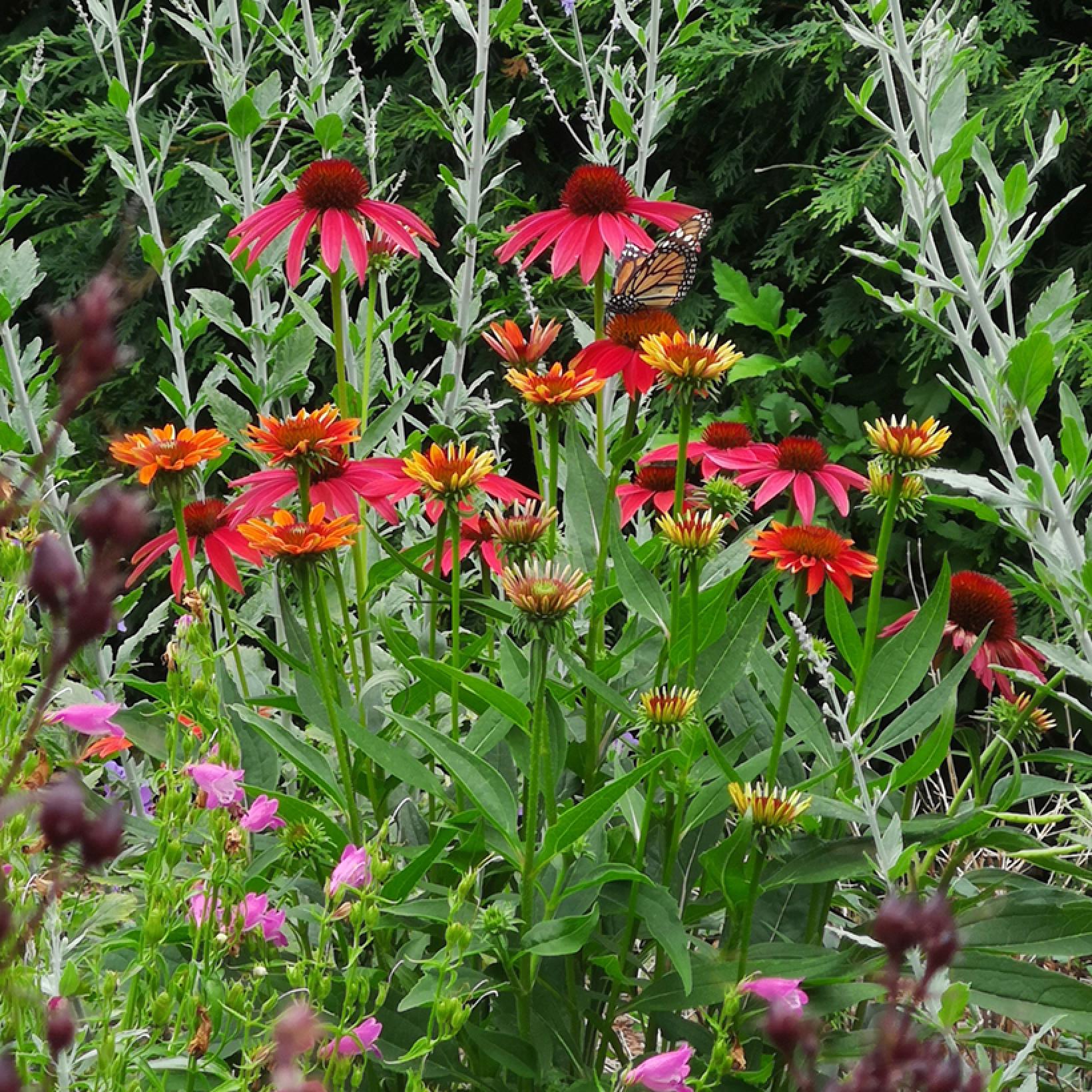 Echinacea Cheyenne Spirit - Rudbeckia compact aux fleurs de couleur ...