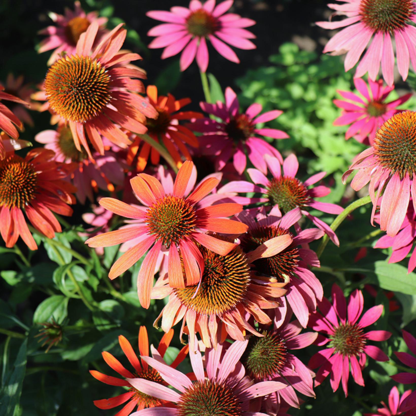 Echinacea Cheyenne Spirit - Rudbeckia compact aux fleurs de couleur ...