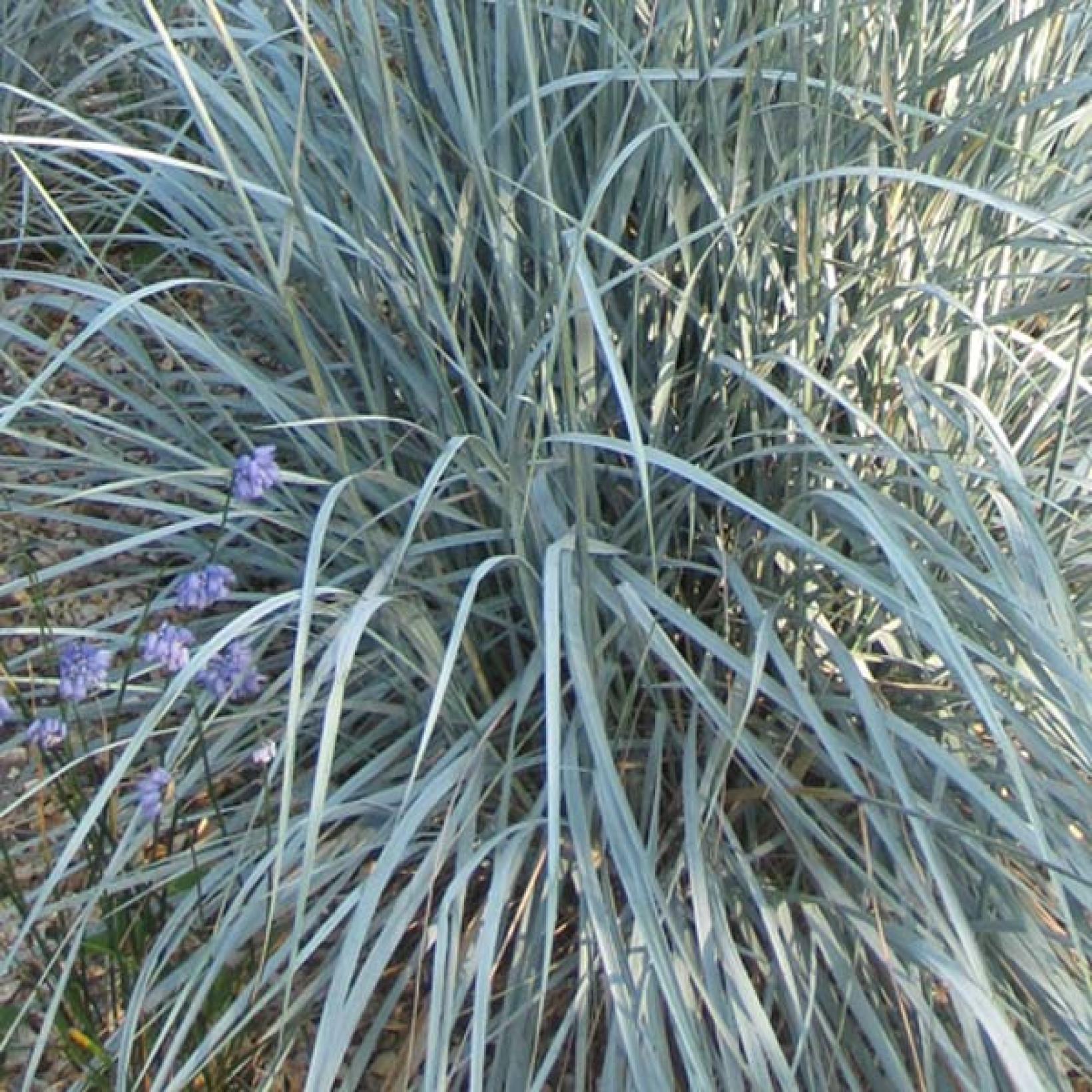 Agropyron - Elymus magellanicus - Une ravissante graminée bleue