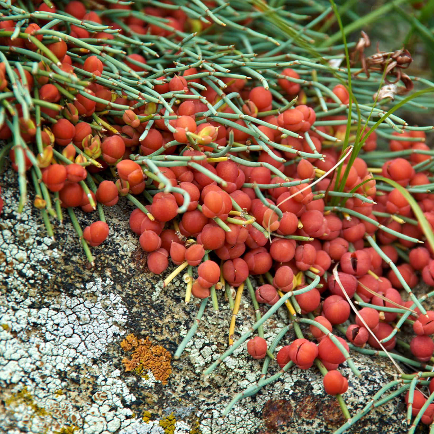 Ephedra minima ou monosperma - une curieuse vivace gazonnante à fruits ...