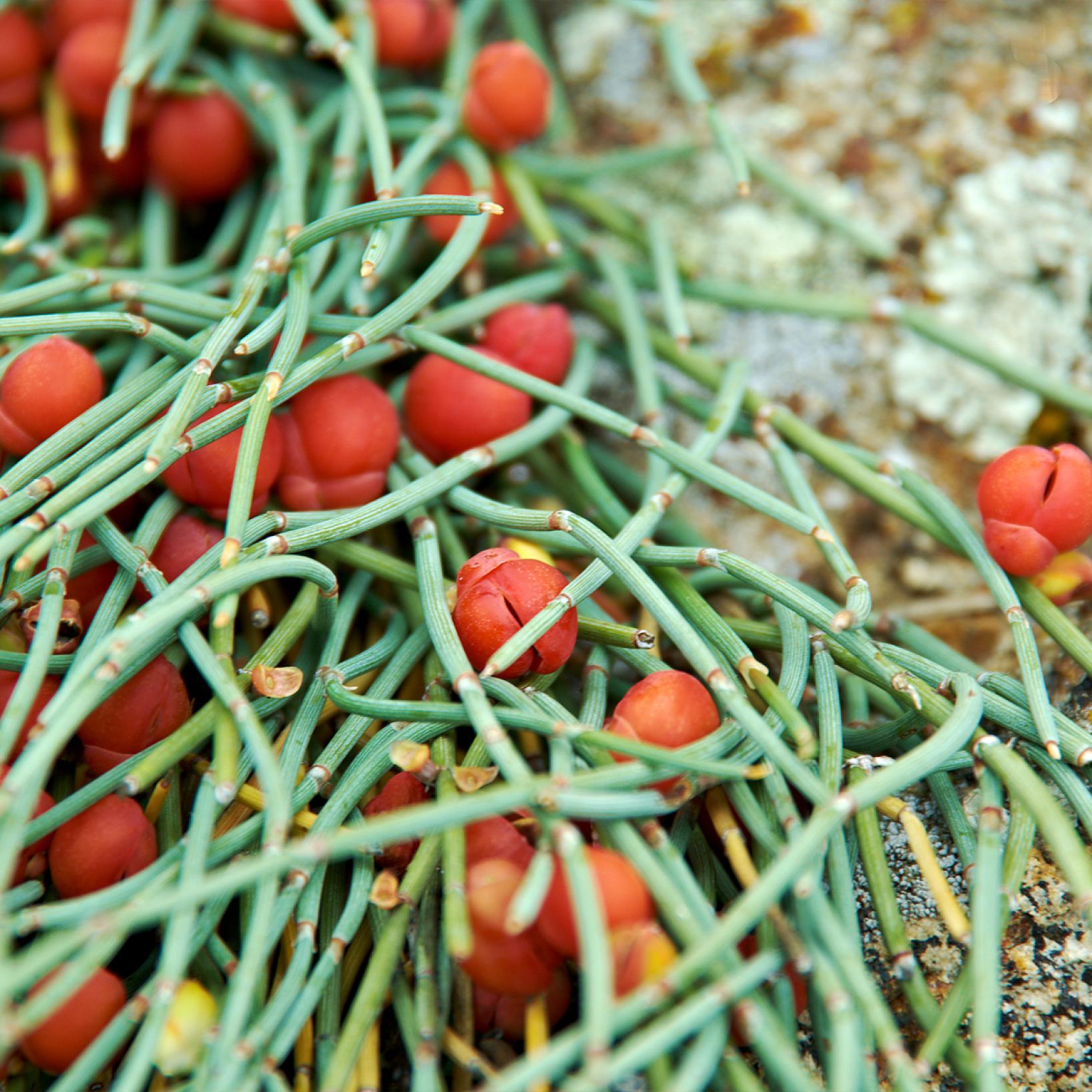 Ephedra minima ou monosperma - une curieuse vivace gazonnante à fruits ...