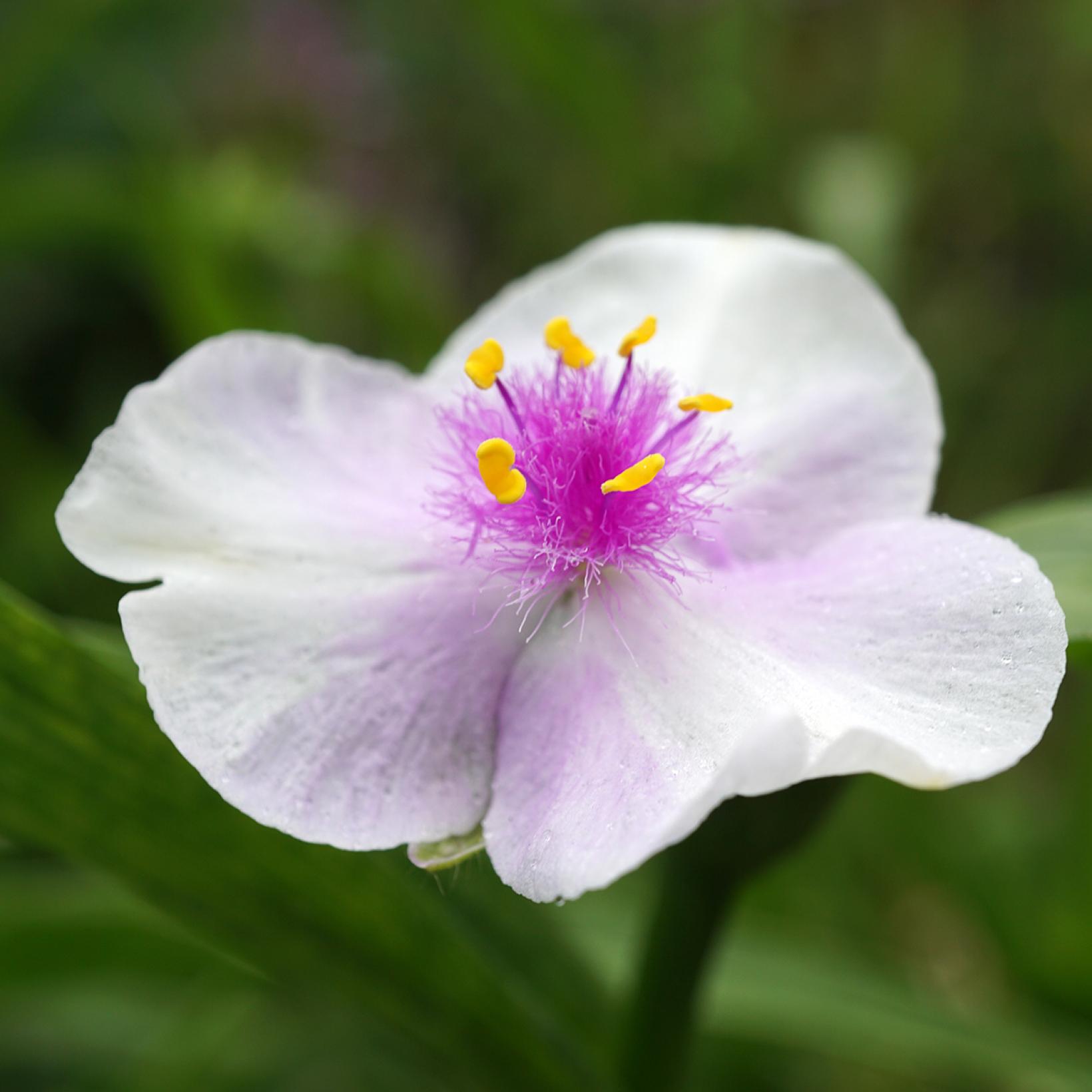 Tradescantia andersoniana Pink Chablis - Éphémère de Virginie à fleurs ...