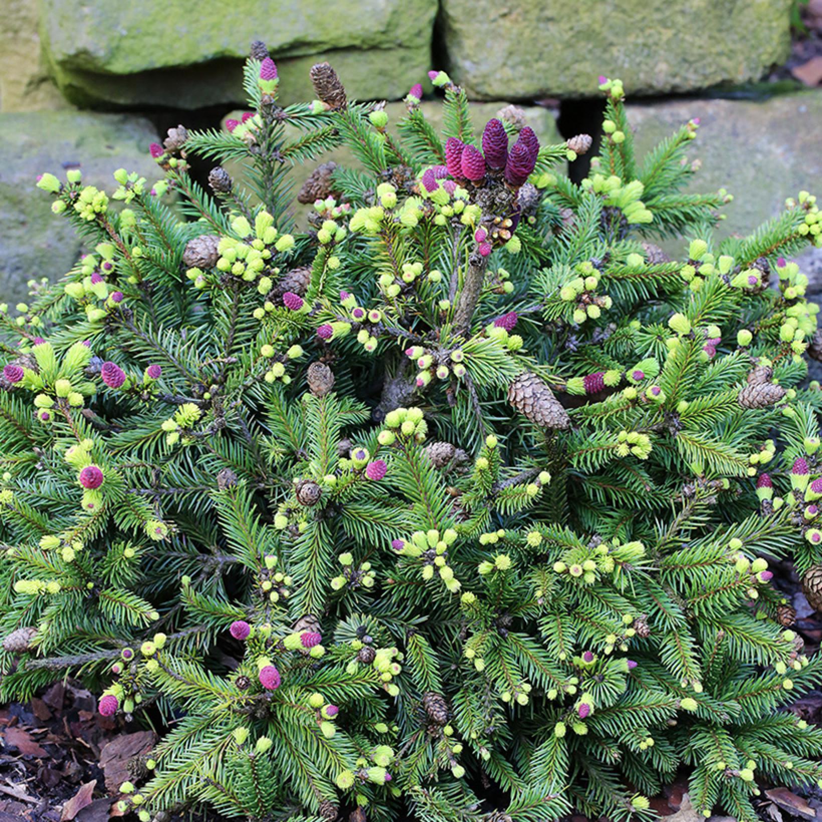 Picea nain Pusch - Picea abies - Petit épicéa aux pousses vert clair et ...