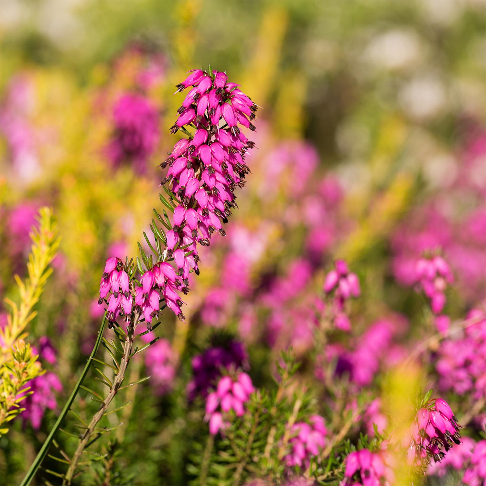 Erica carnea Myreton Ruby - Bruyère des neiges à fleurs rose violacé foncé