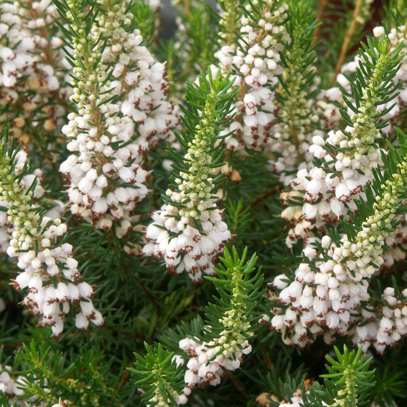 Erica vagans White Rocket - Bruyère vagabonde au feuillage vert foncé ...