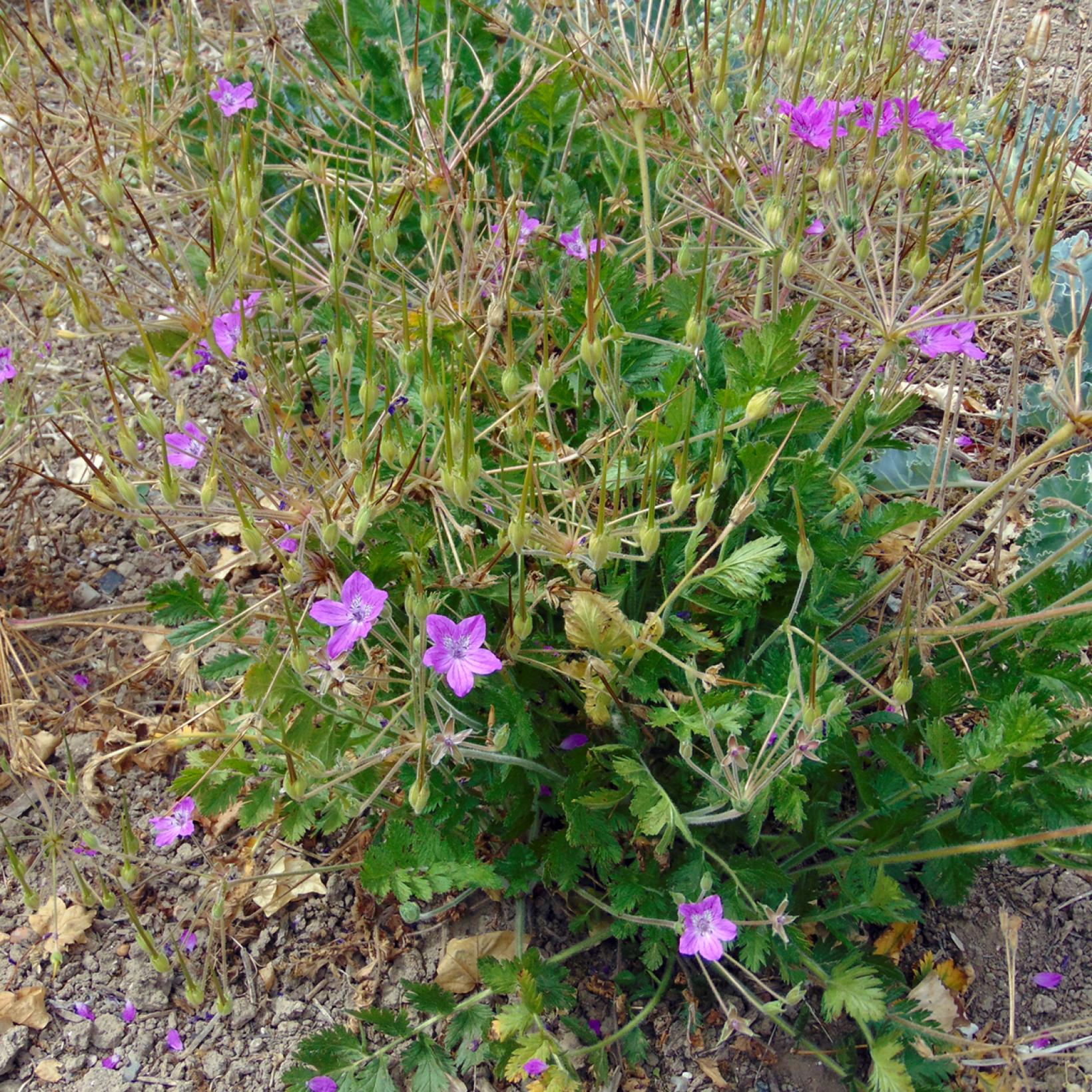 Erodium manescavii - Une vivace proche du Géranium vivace, à fleurs roses