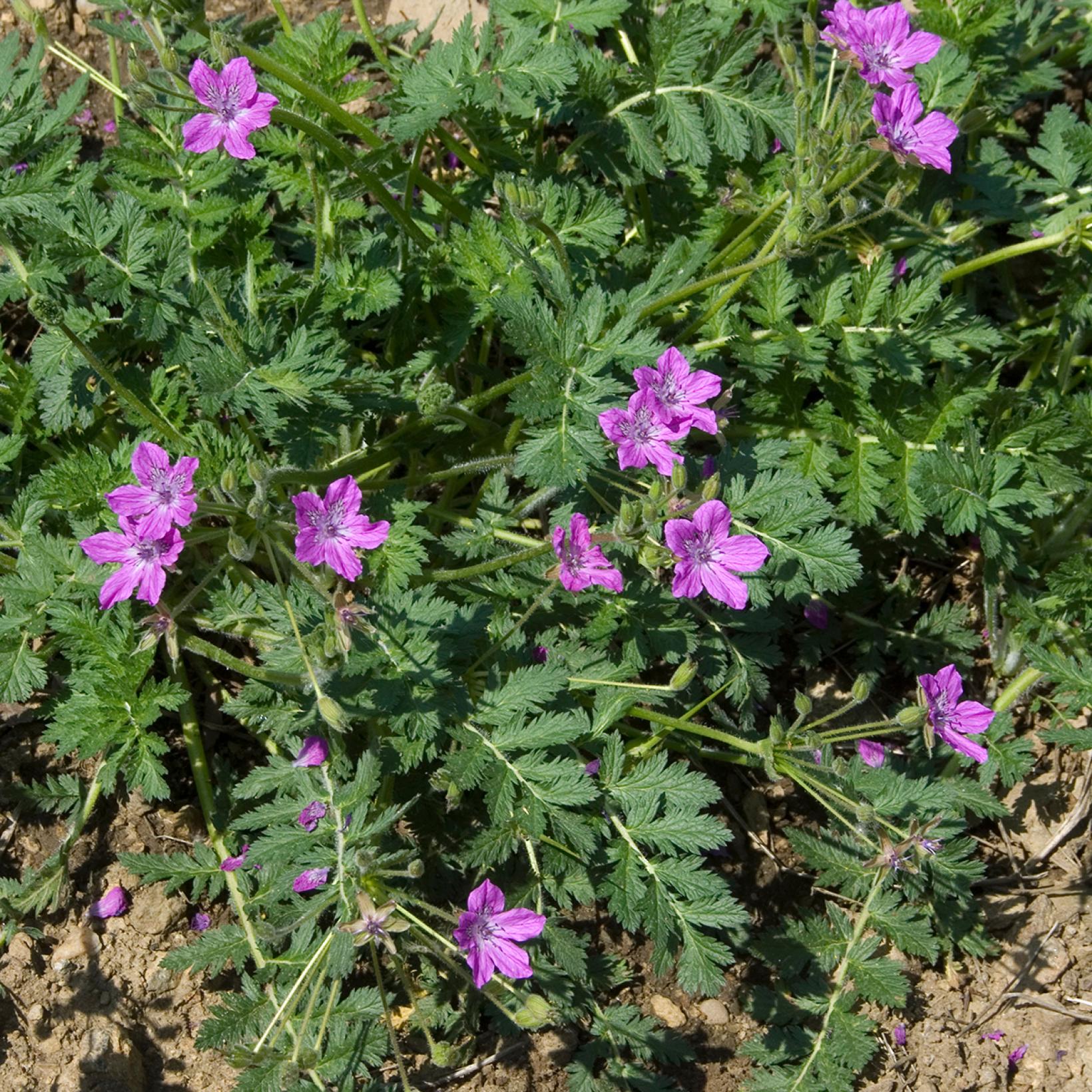 Erodium manescavii - Une vivace proche du Géranium vivace, à fleurs roses