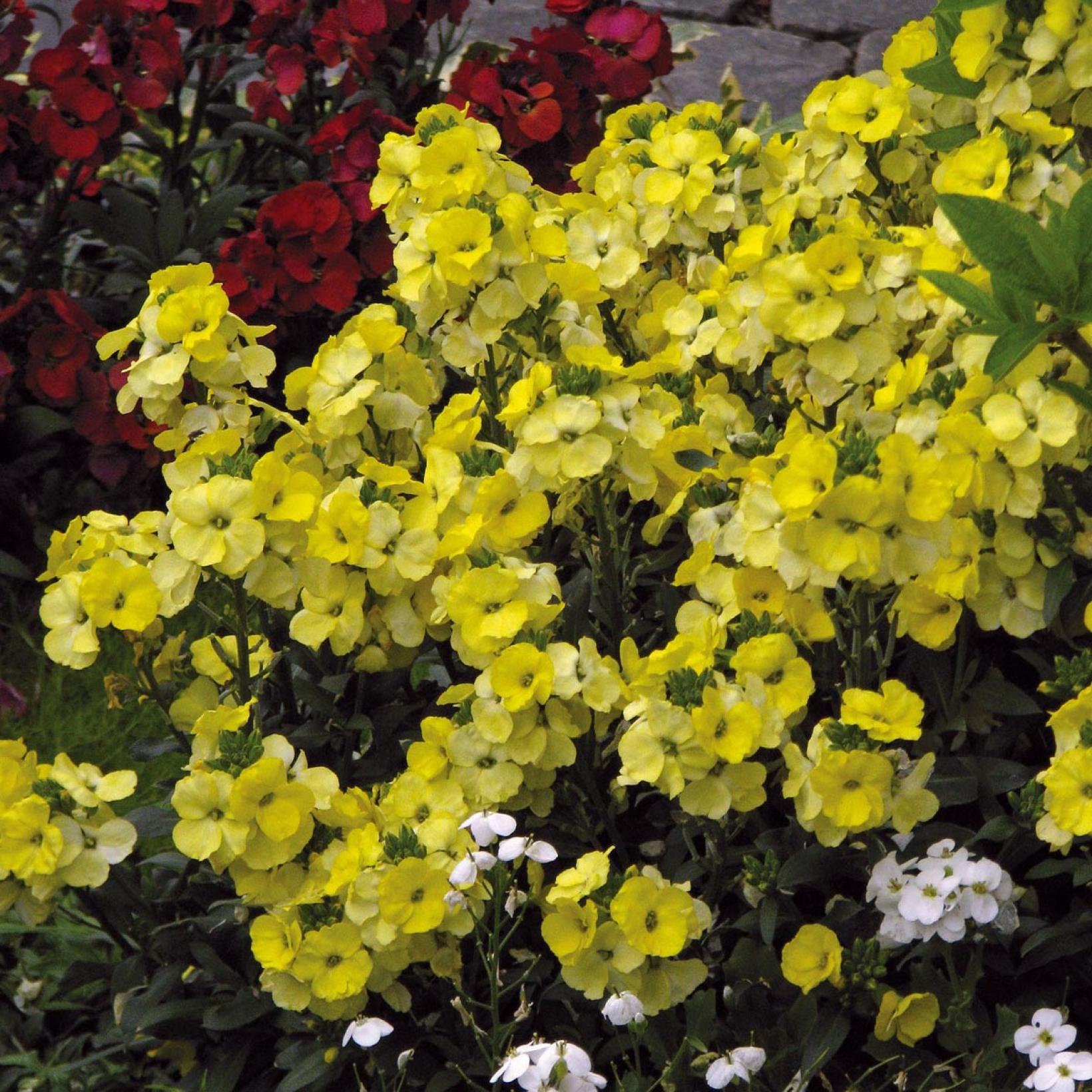 Giroflée vivace - Erysimum Winter Light, sous-arbrisseau à floraison ...