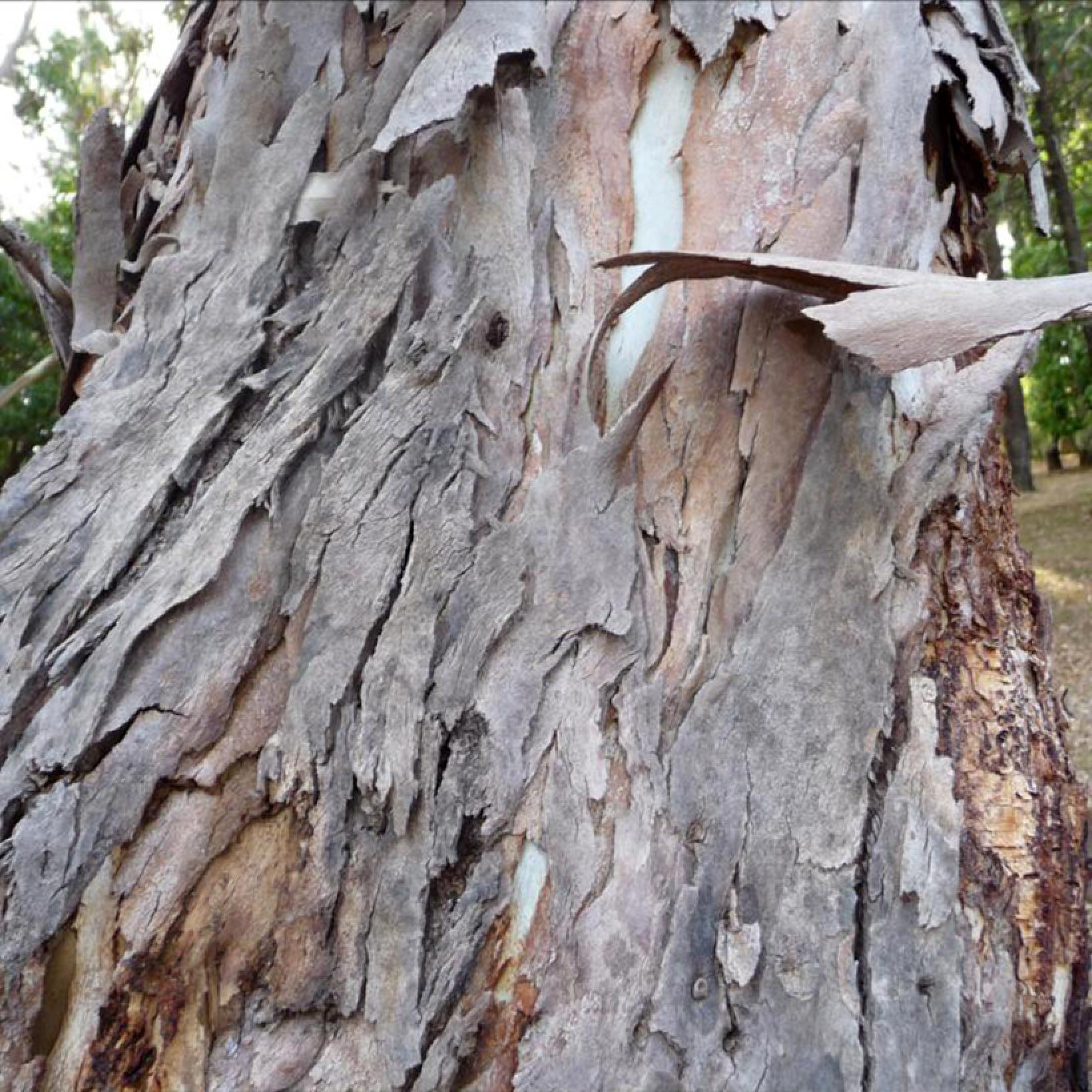 Eucalyptus fastigata - Eucalyptus fastigié, au tronc bien droit et à la ...