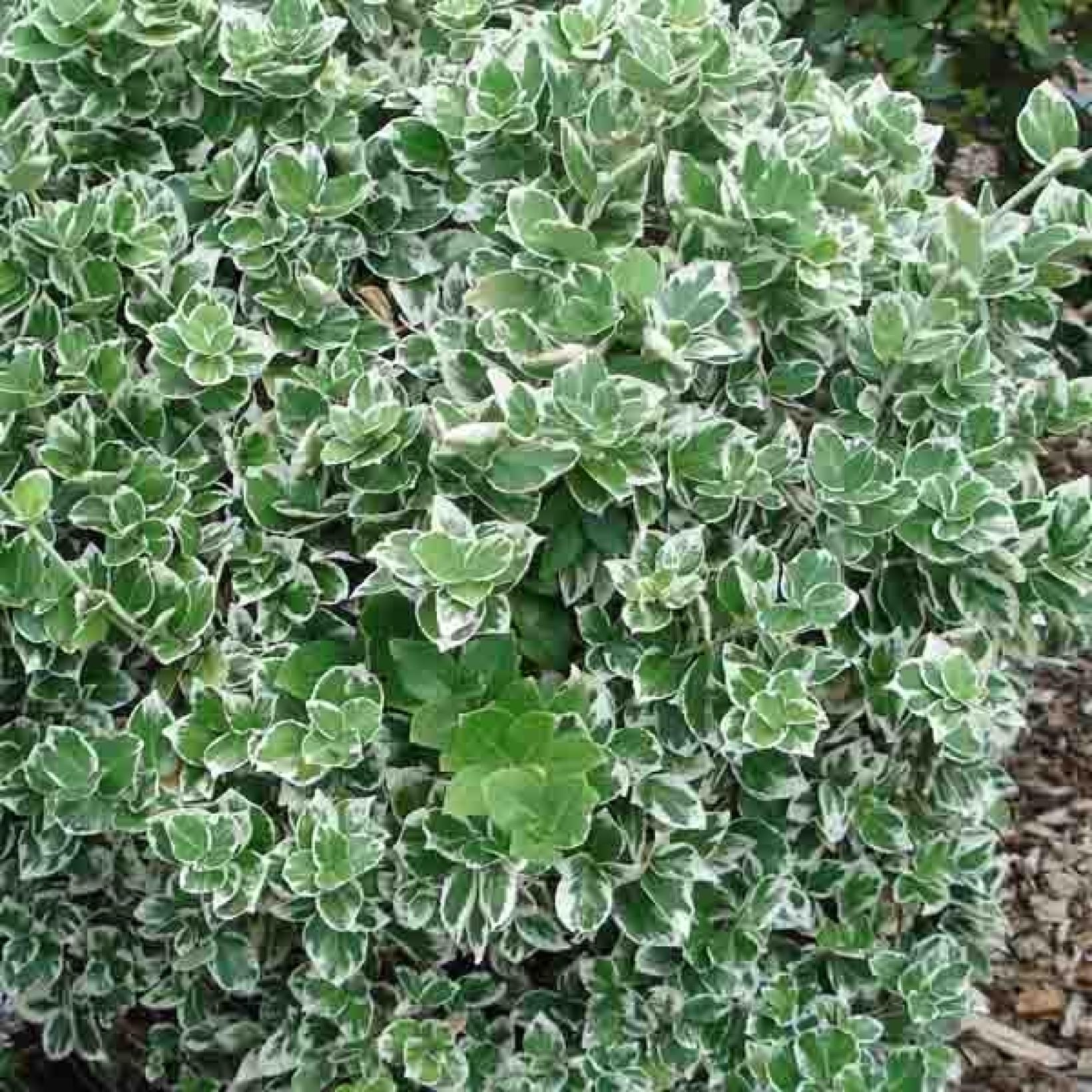 Euonymus fortunei Emerald Gaiety – Fusain à feuillage persistant panaché