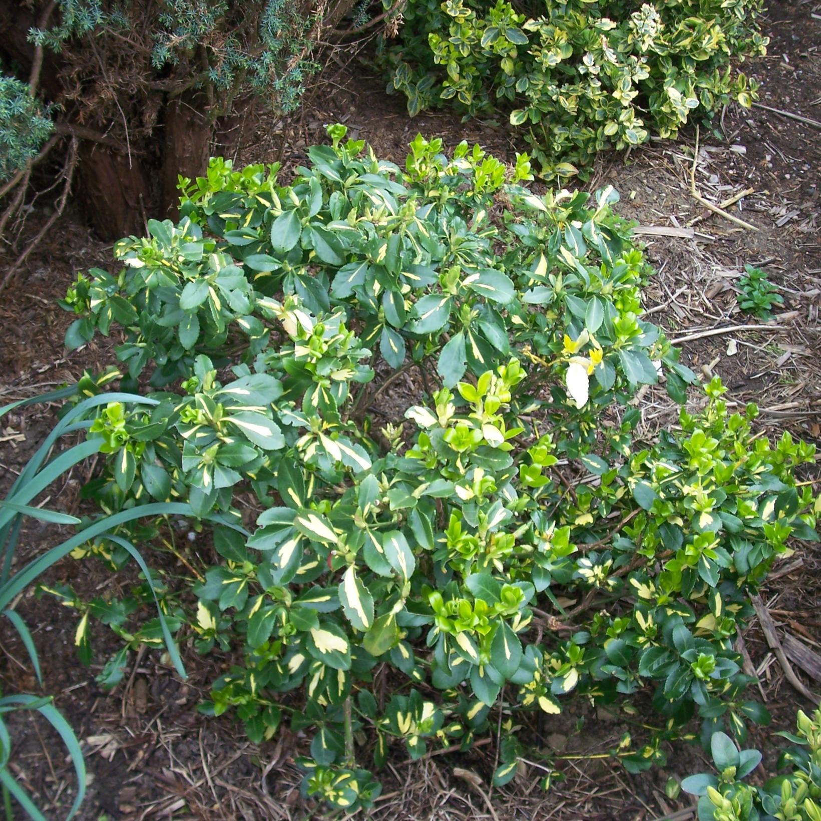 Euonymus fortunei Blondy - Fusain persistant panaché doré et vert