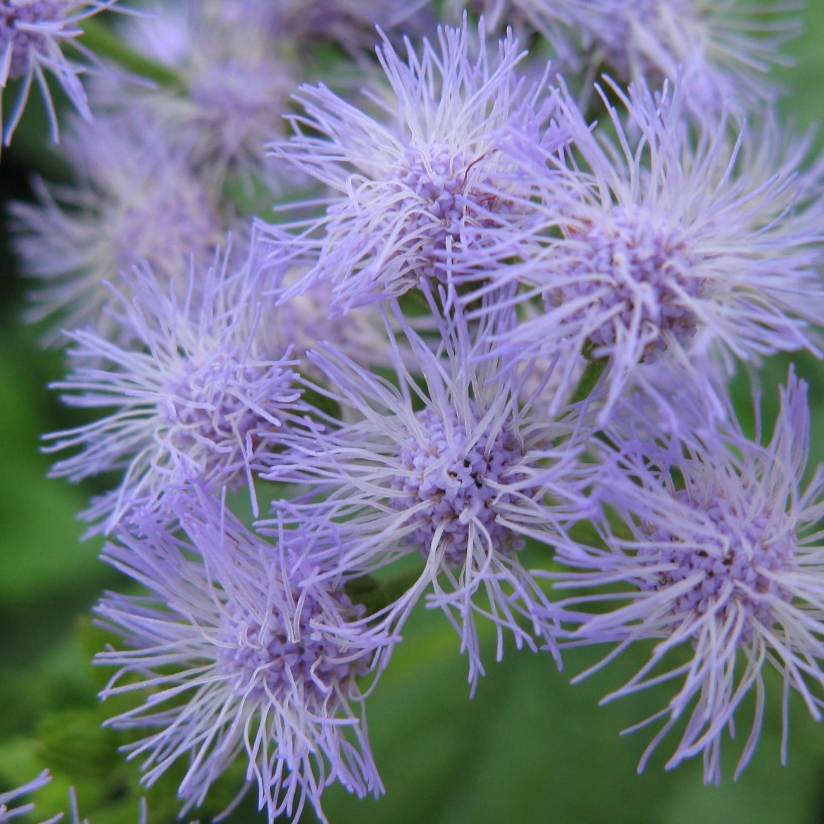 L'Eupatorium coelestinum, une solide et grande herbacée à floraison en ...