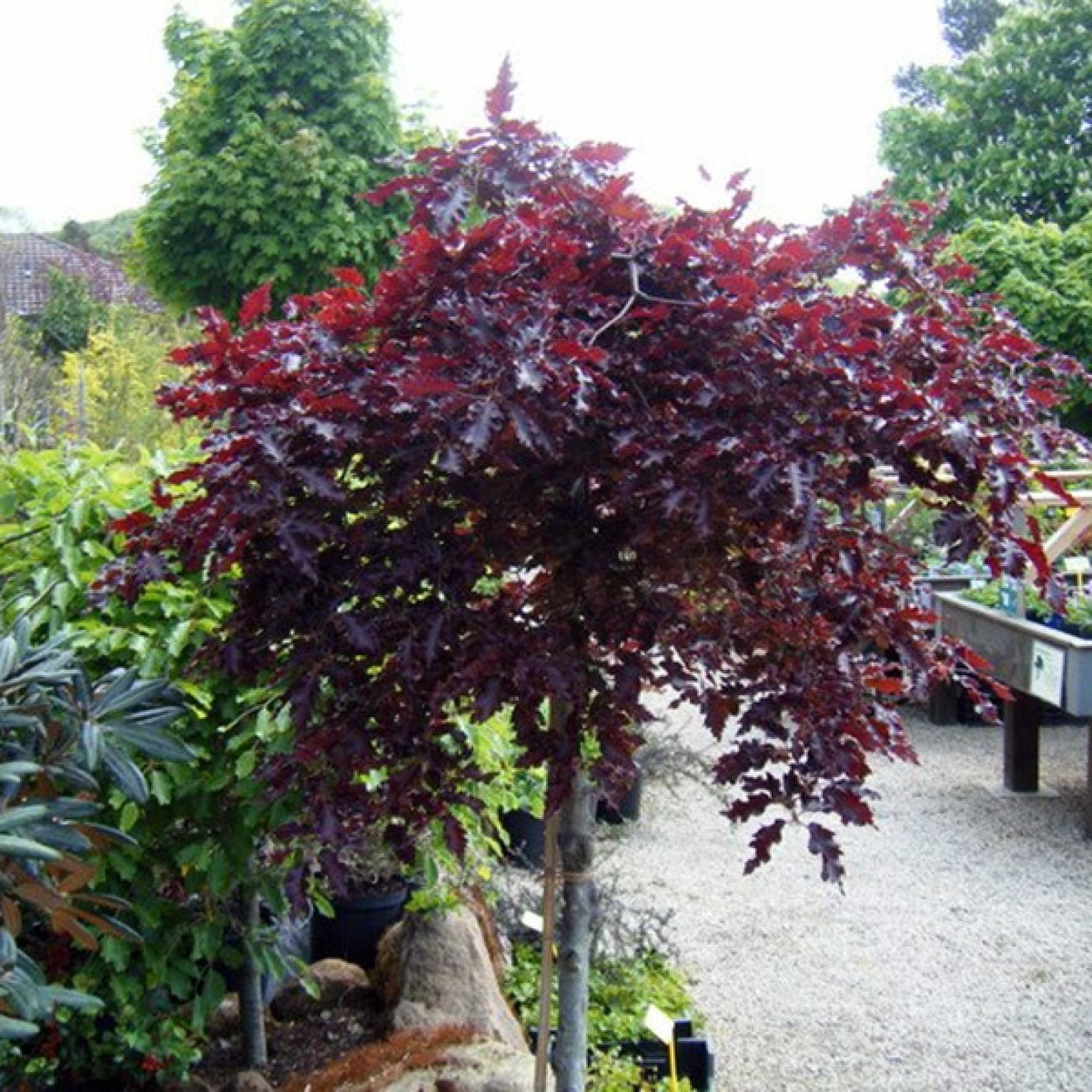 Fagus sylvatica Rohan Weeping - Hêtre pourpre de petit taille à port ...