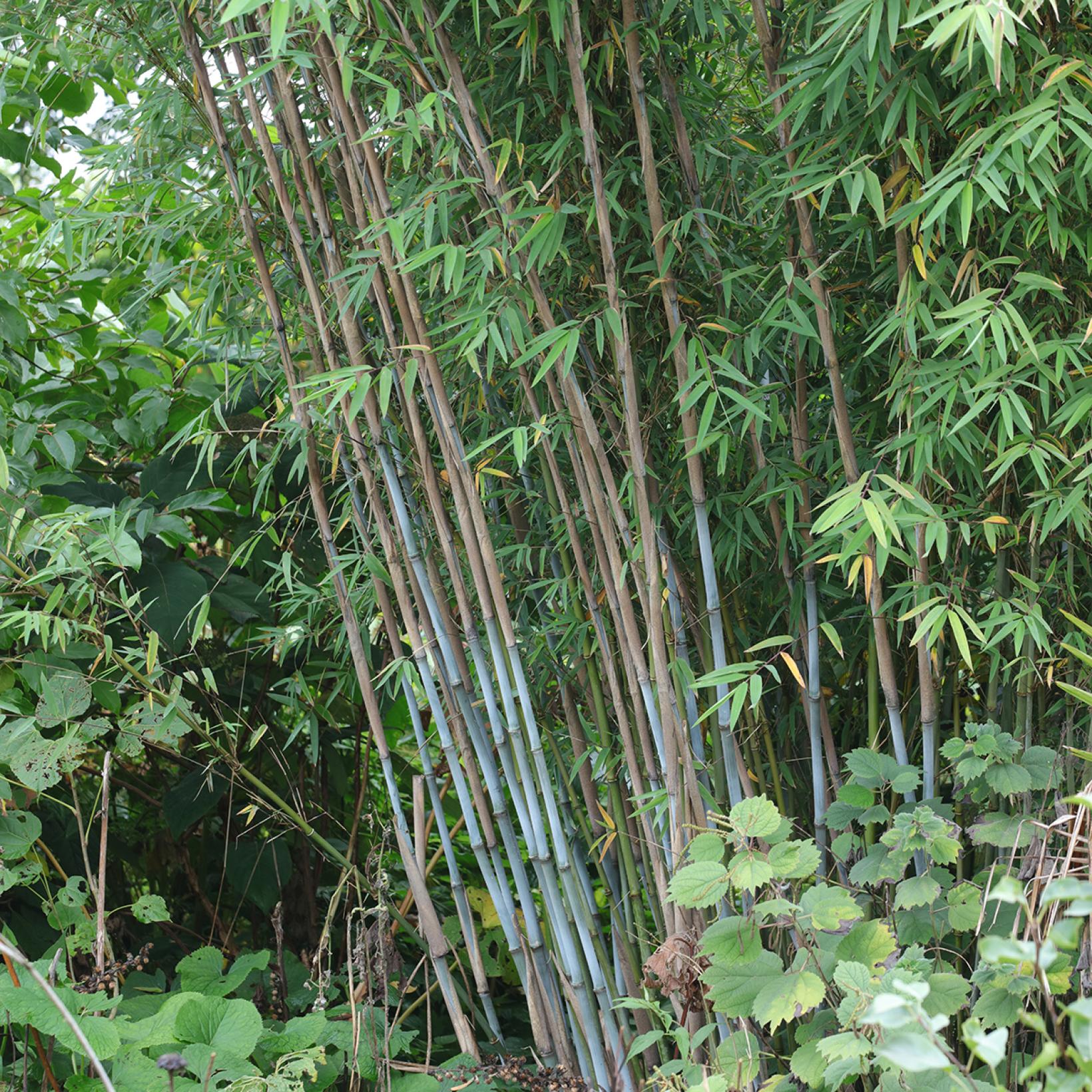 Fargesia Papyrifera Blue Dragon