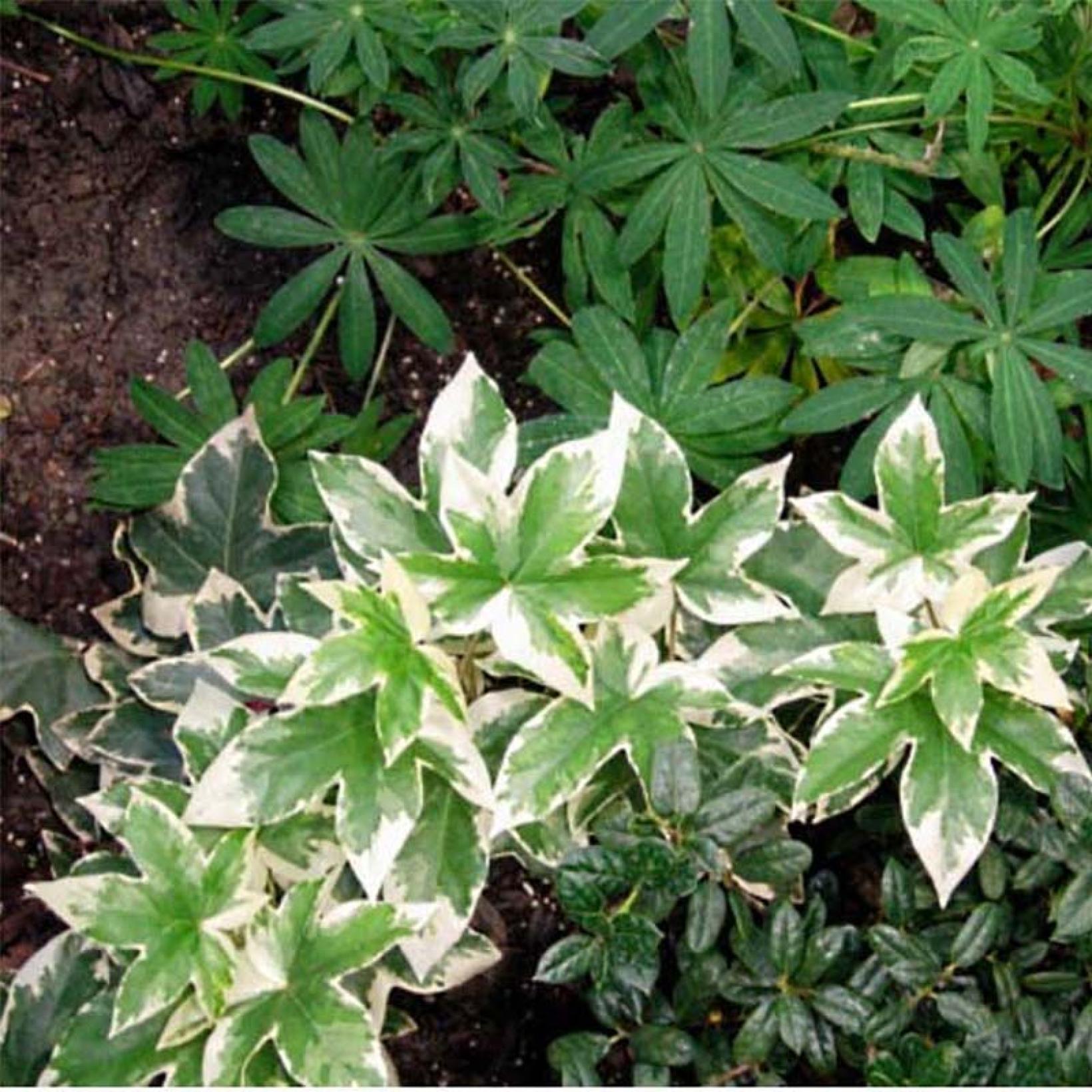 Fatshedera lizei Variegata - Lierre arborescent panaché, hybride entre ...
