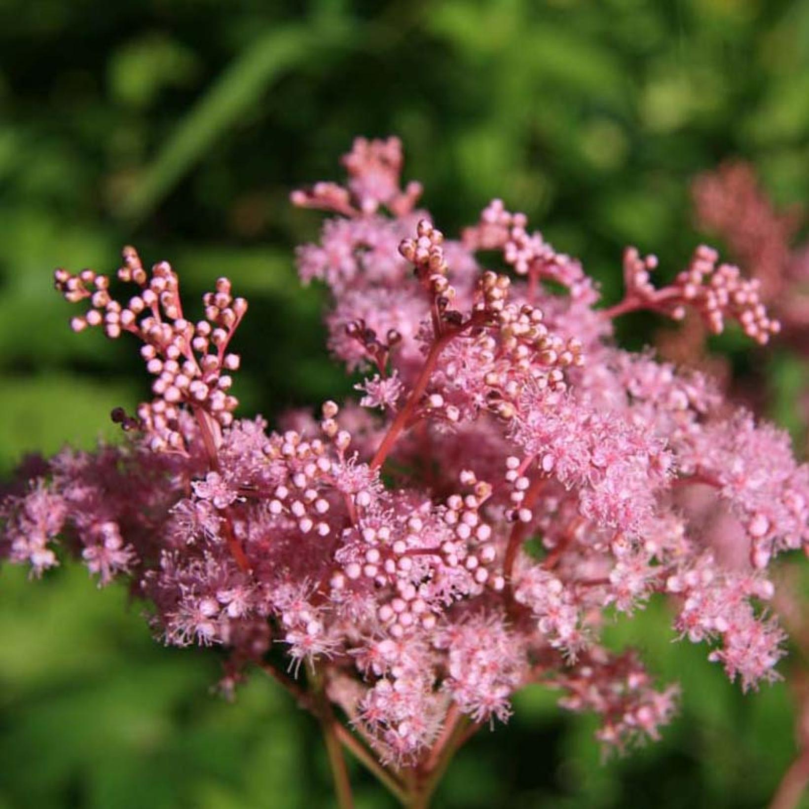 Filipendula palmata Nana - Filipendule palmée naine à fleurs légères ...