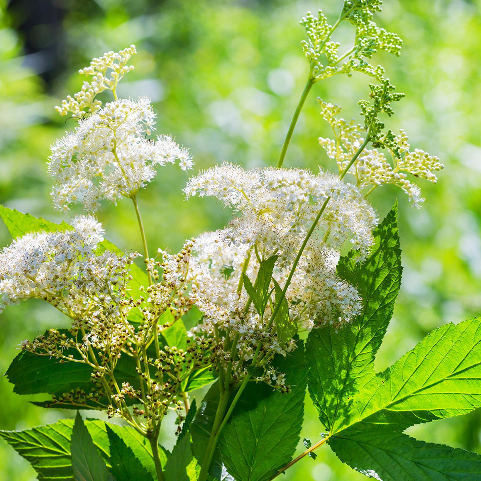 Filipendula ulmaria - Reine des Prés – Une vivace à fleurs crème