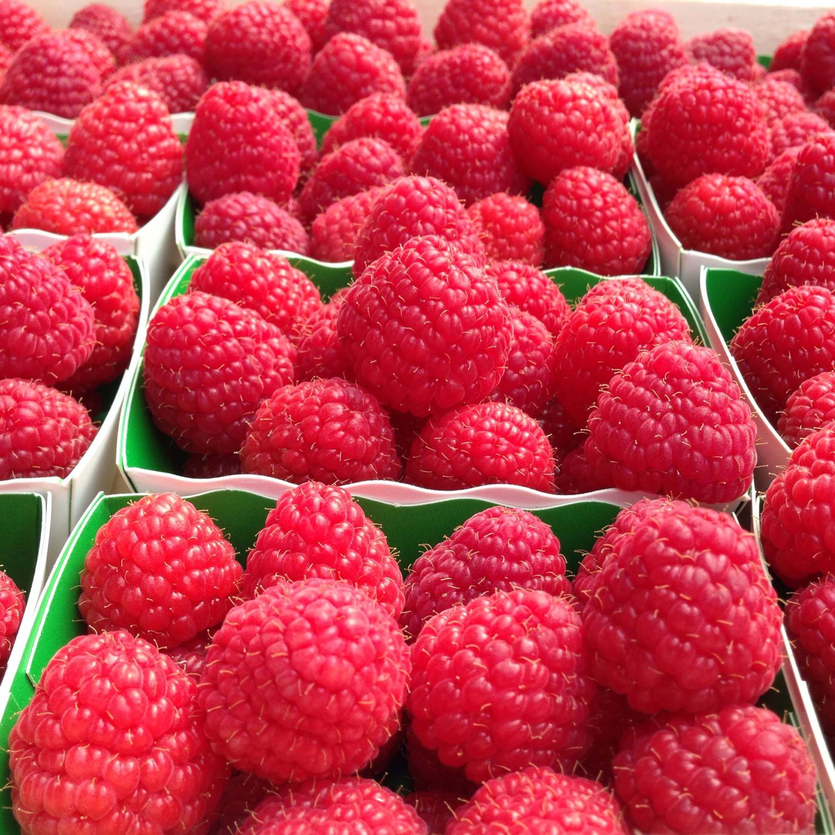 Framboisier Paris - Rubus idaeus remontant à gros fruits rouges