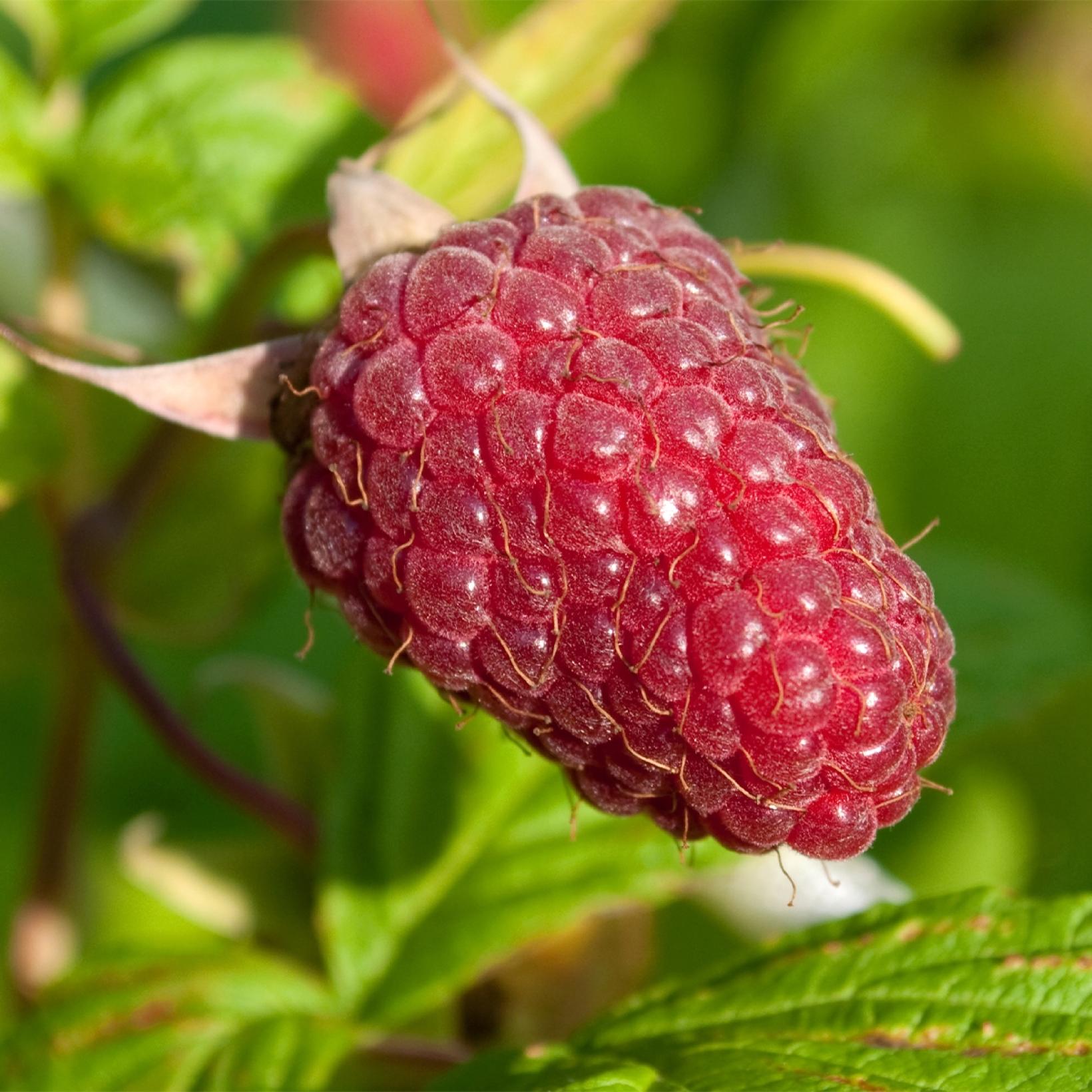 Rubus idaeus Schönemann - variété non remontante à gros fruits rouge vif