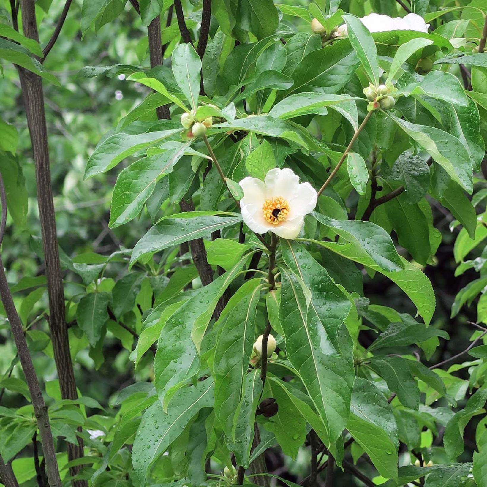 Franklinia alatamaha - Arbre de Franklin – Un petit arbre très rare