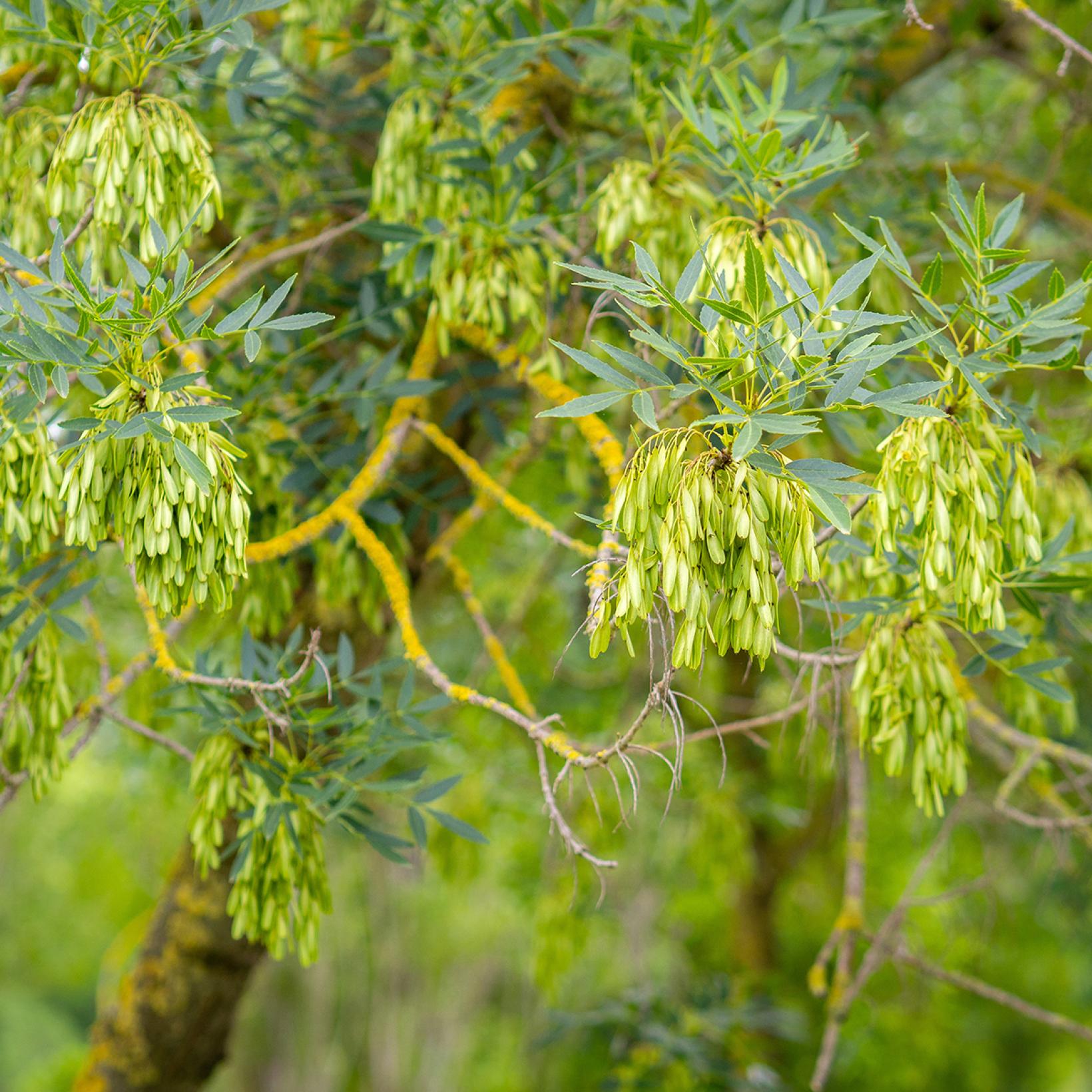 Fraxinus angustifolia - Frêne à feuilles étroites, frêne du Midi ...