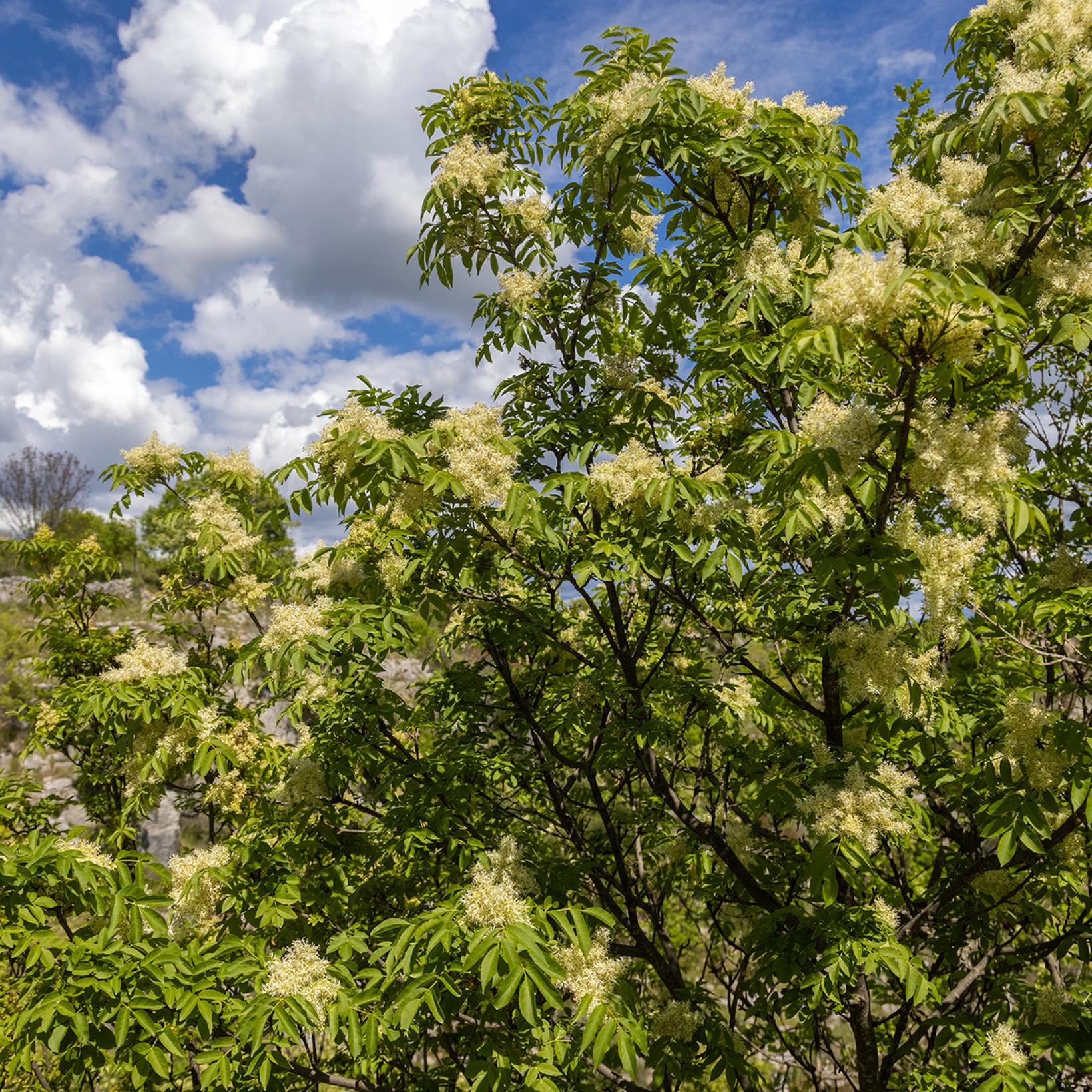 Fraxinus ornus - Frêne à fleurs ou Orne