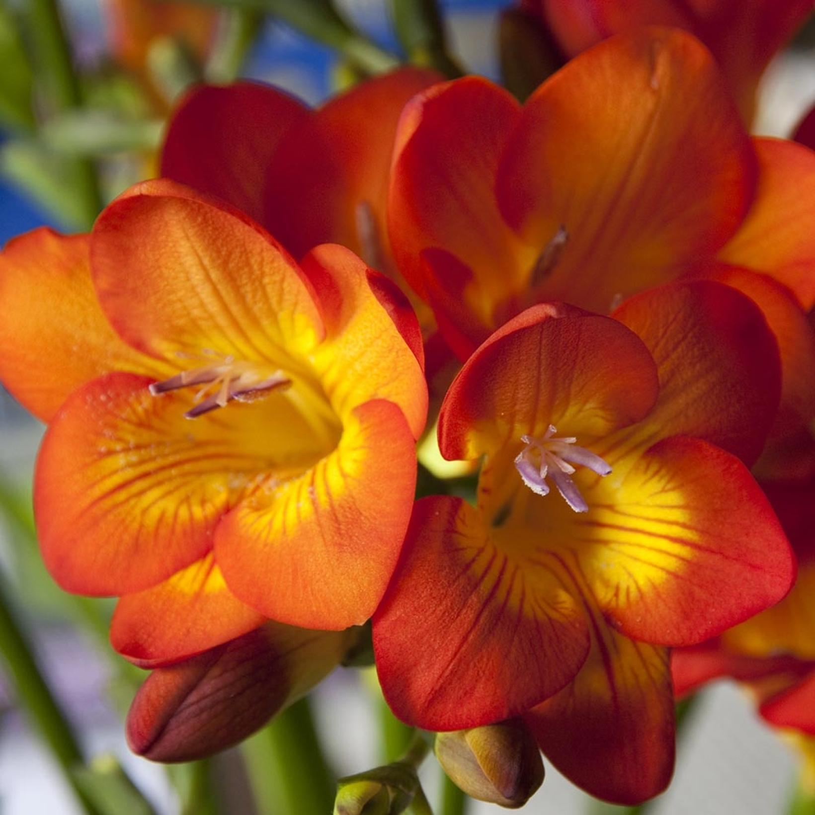 Freesia simple Orange - Muguet du Cap - Bulbe aux fleurs simples au ...