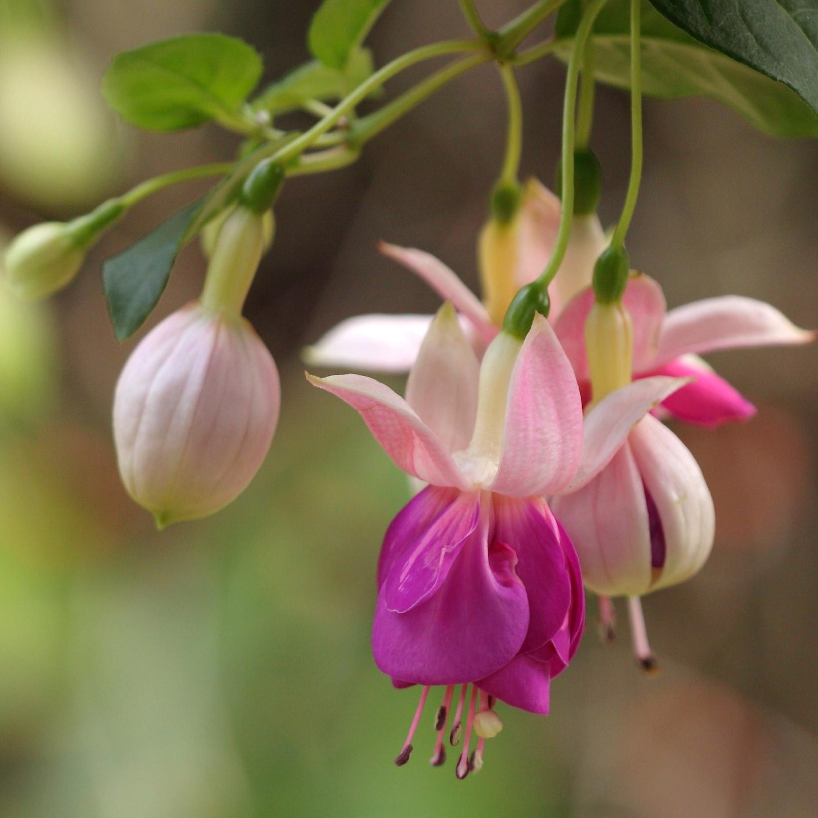 Fuchsia retombant Bella Rosella - Fuchsia à fleurs géantes doubles, roses.