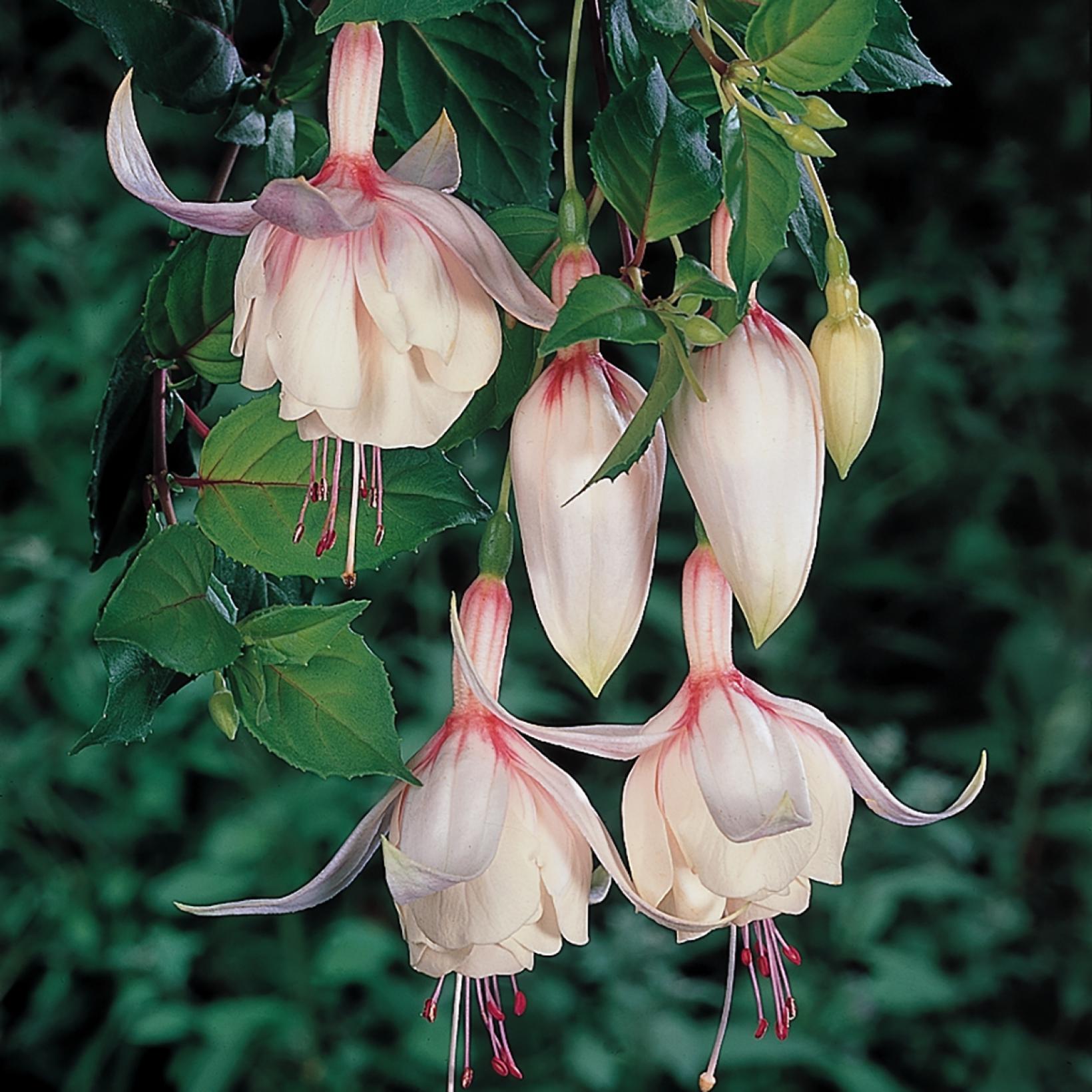 Fuchsia Annabel (Annabelle) - Une variété aux fleurs doubles, crème et rosé