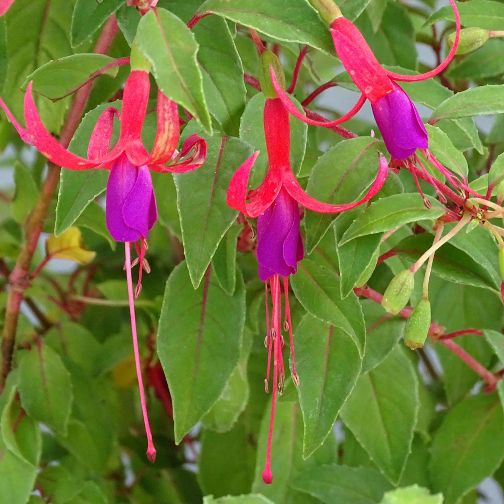 Fuchsia magellanica Genii - Fuchsia arbustif compact à fleurs bicolores