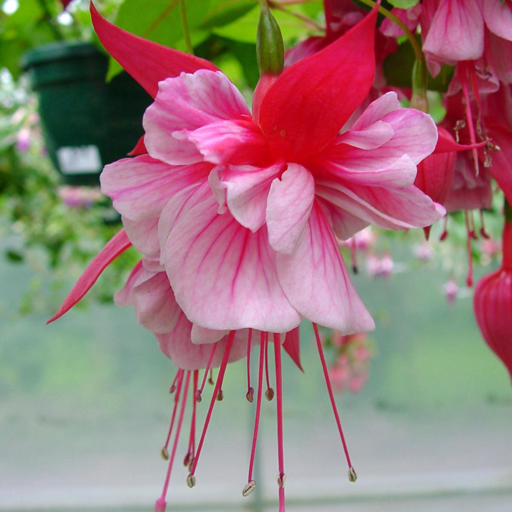 Fuchsia R.A.F - Vivace à fleurs doubles rouge-rosé